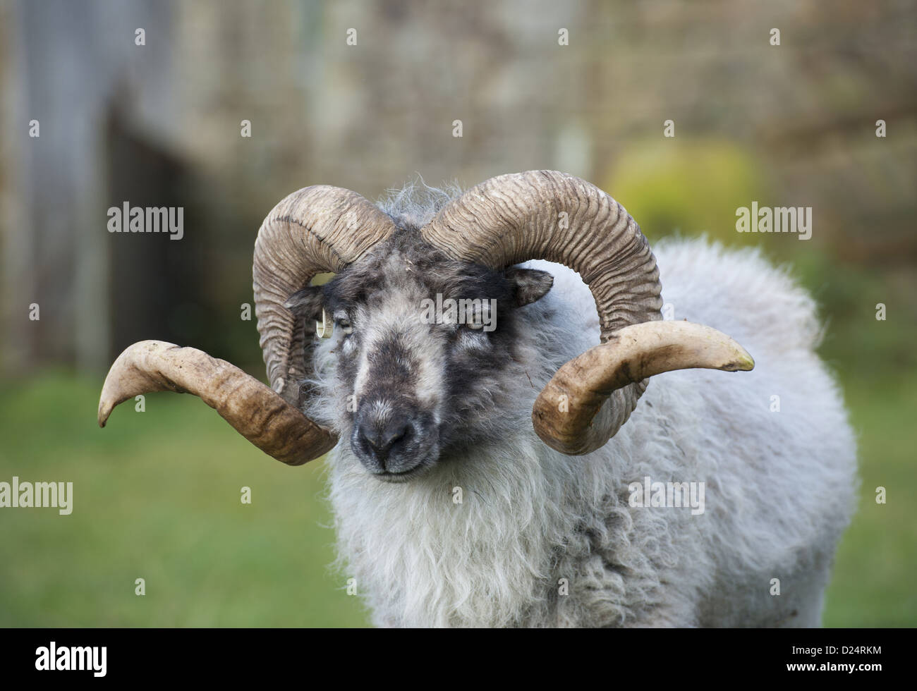 Domestic Sheep, Boreray ram, close-up of head, Tosside, North Yorkshire ...