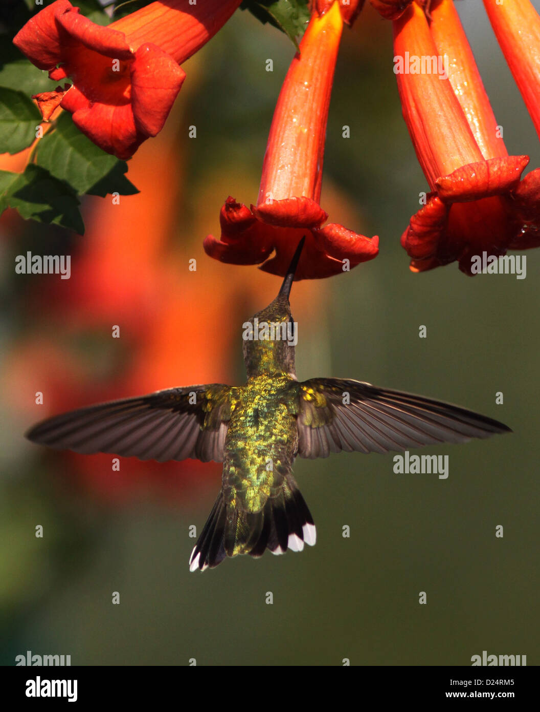 Ruby throated hummingbird feed trumpet creeper vine Stock Photo - Alamy