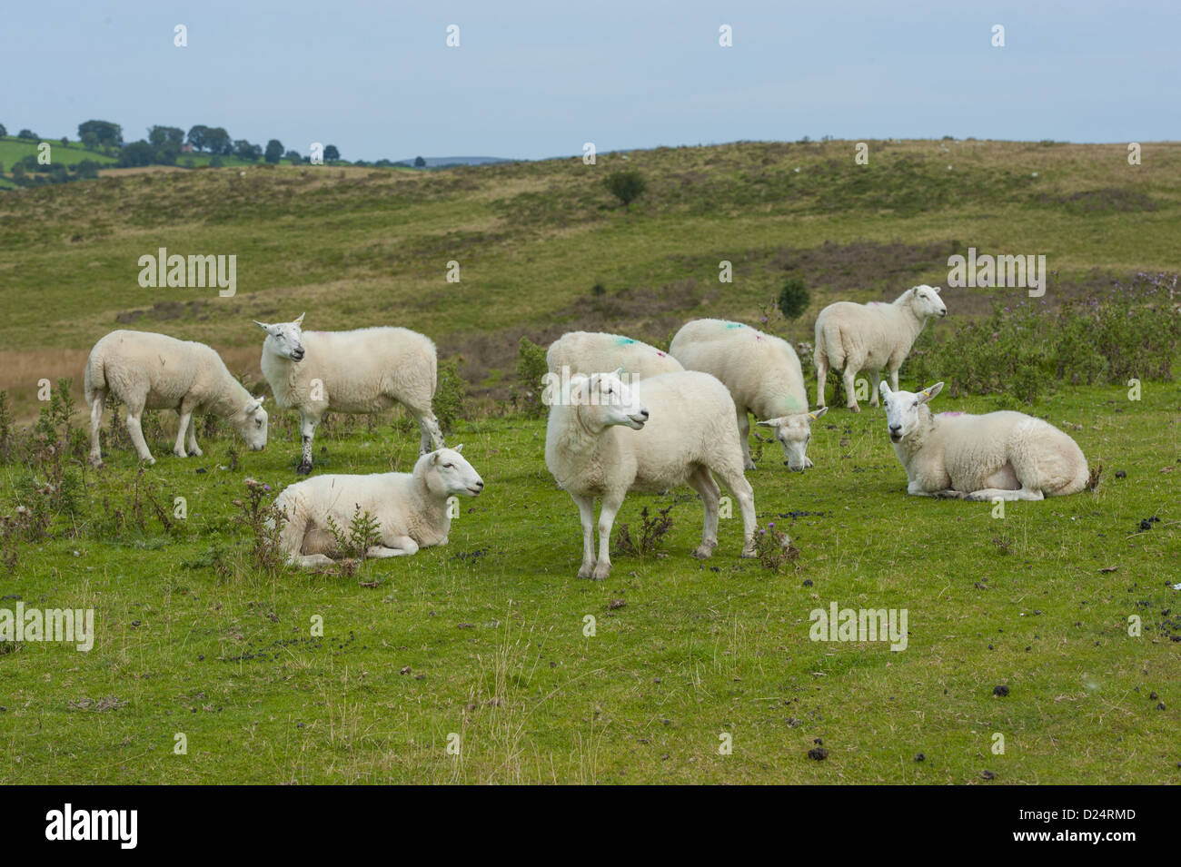 Welsh breed of sheep hi-res stock photography and images - Alamy