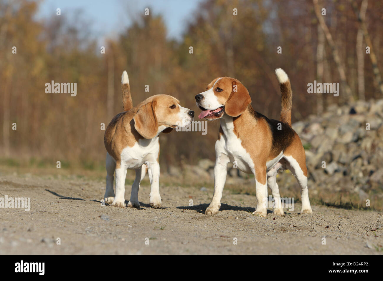 The encounter pair hi-res stock photography and images - Alamy