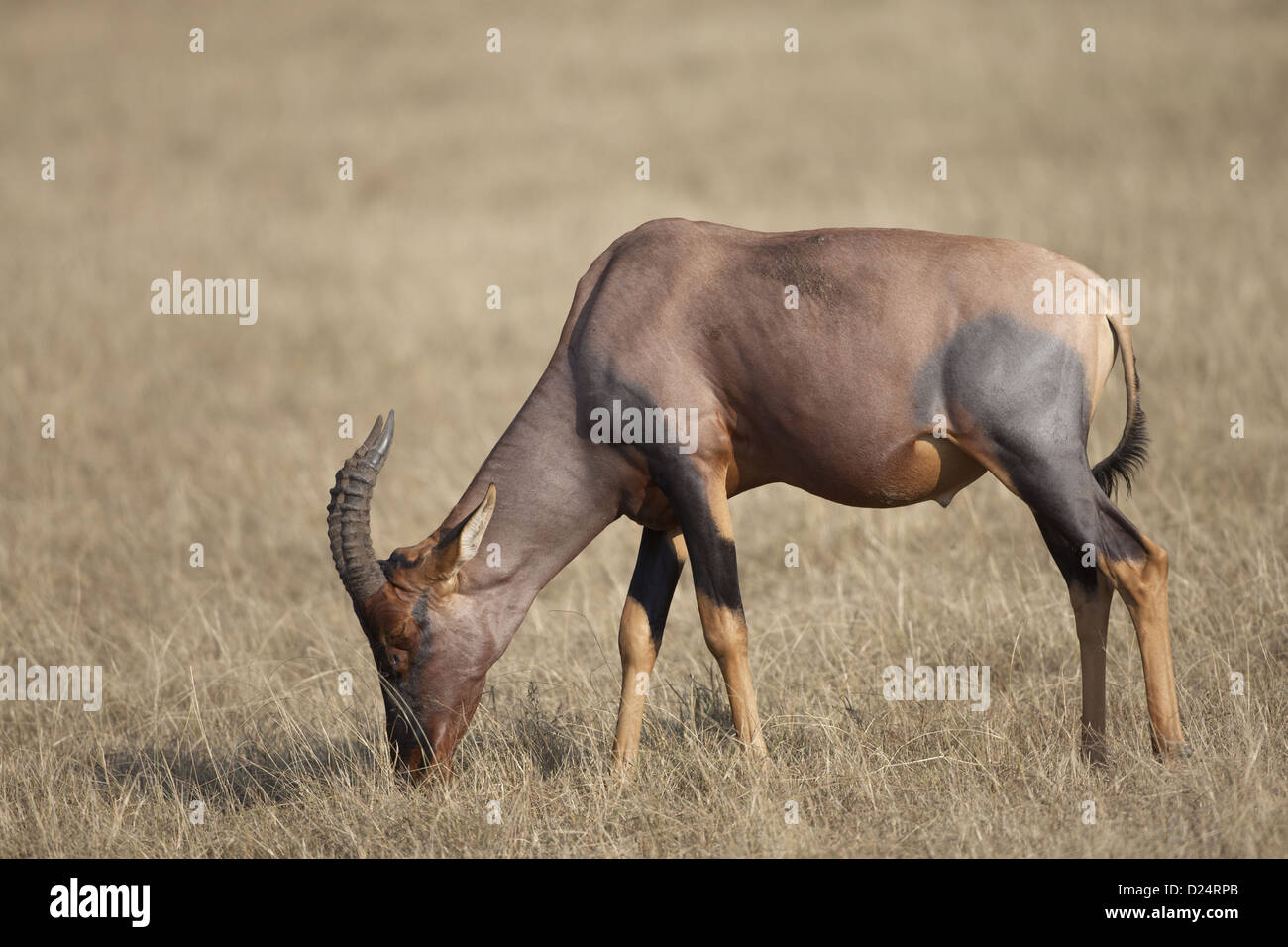 Male topis hi-res stock photography and images - Alamy