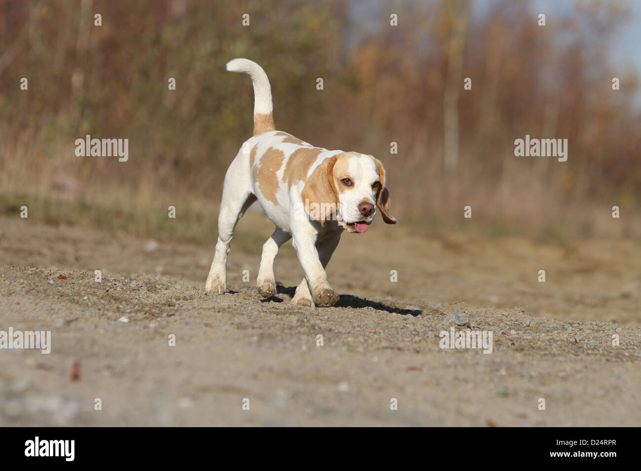 Dog Beagle adult running Stock Photo - Alamy