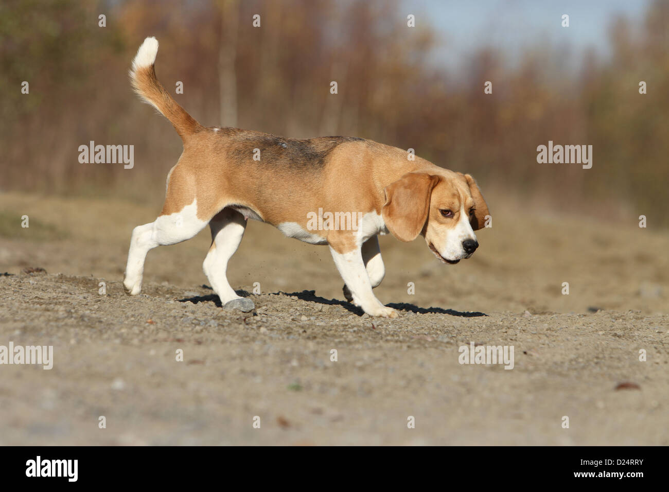 Pedigree attentive adult adults running run move hi-res stock ...