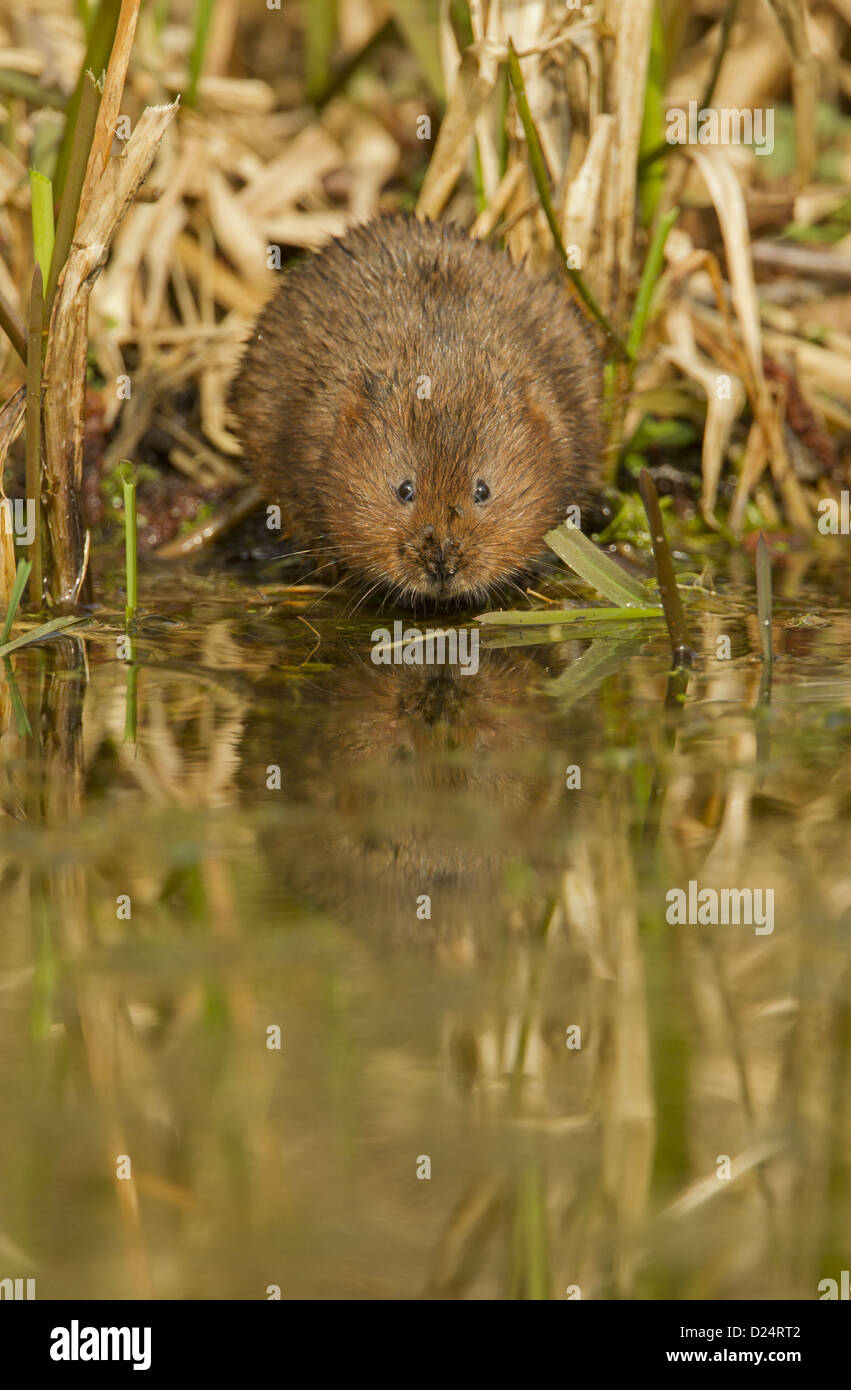 Adult water vole hi-res stock photography and images - Alamy