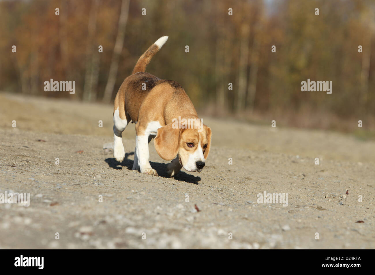 Hunter animal tracks hi-res stock photography and images - Alamy