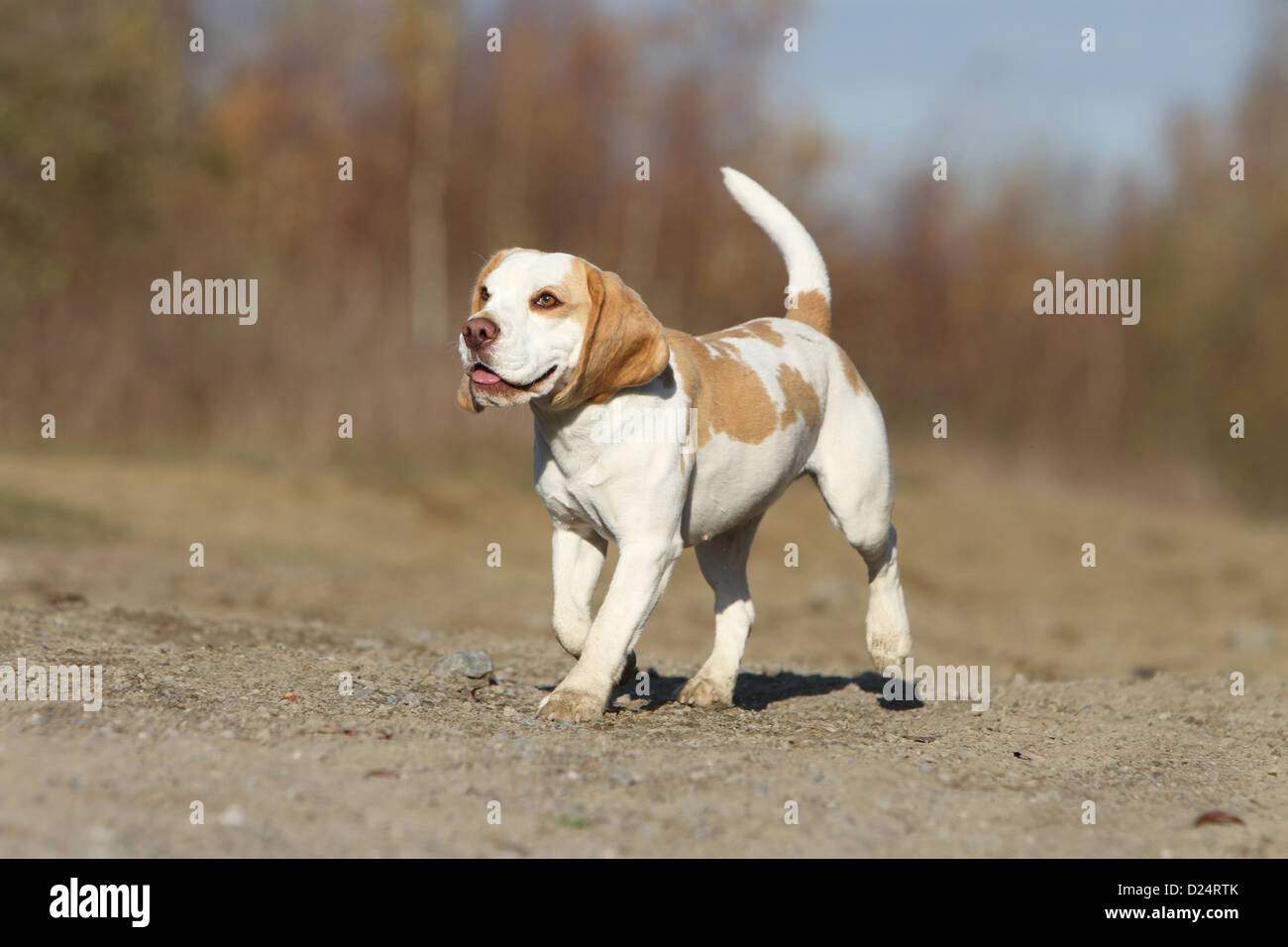 Dog Beagle adult running Stock Photo - Alamy