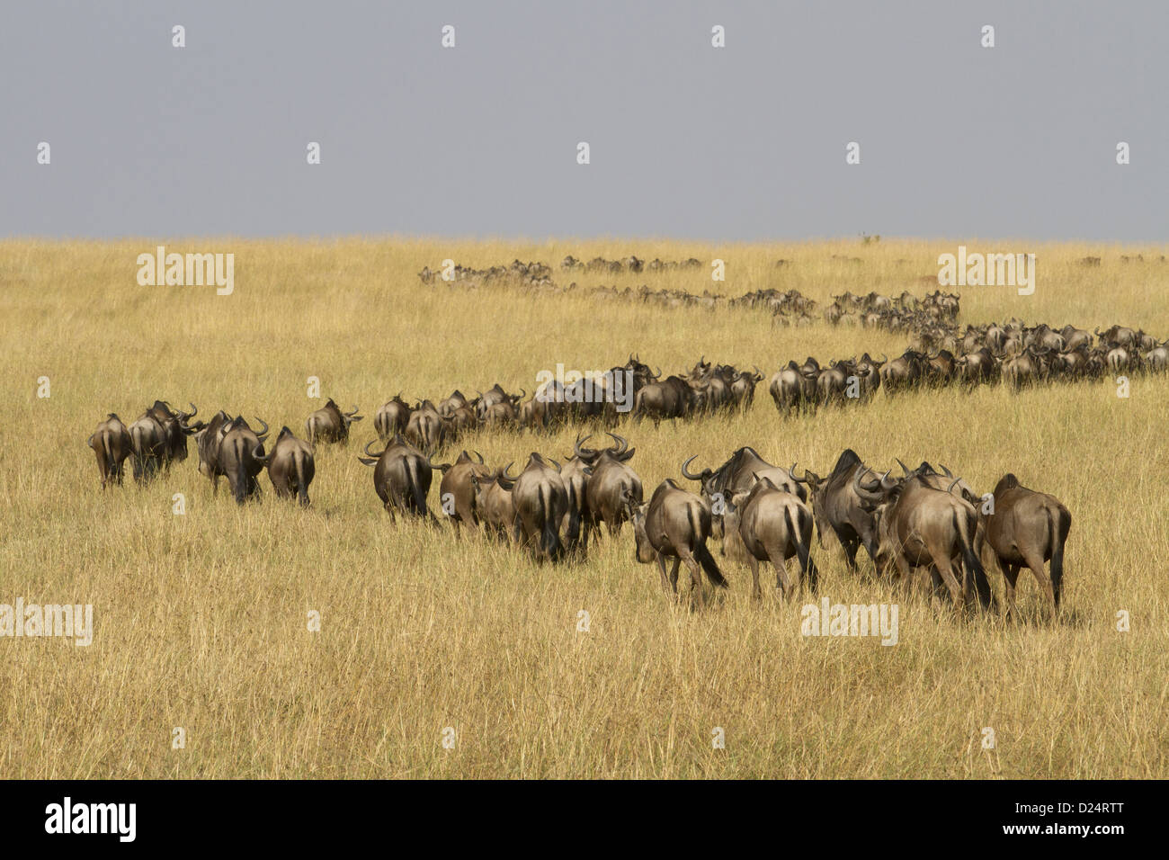 African animals migrating across plain hi-res stock photography and ...