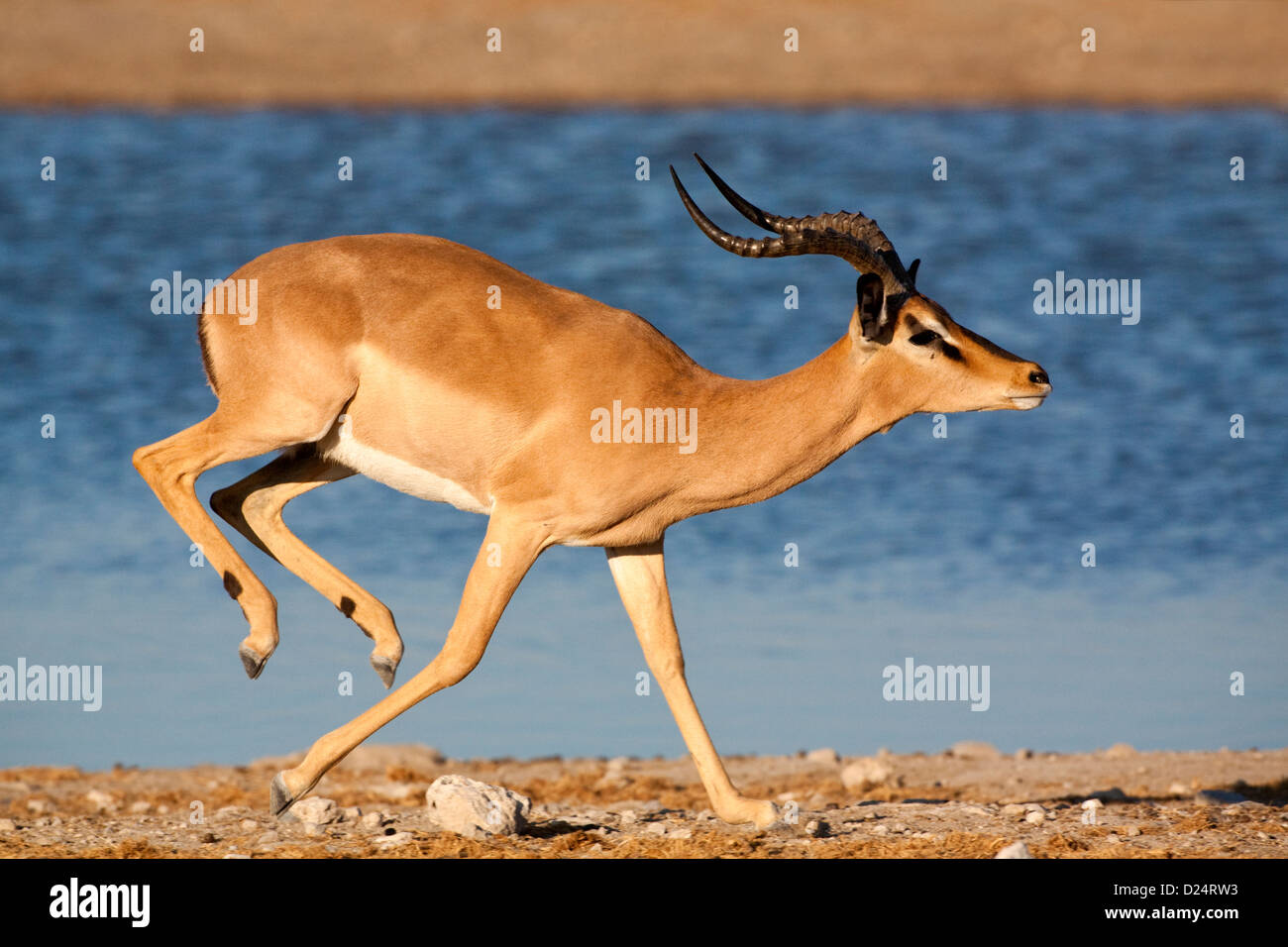 Running impala hi-res stock photography and images - Alamy