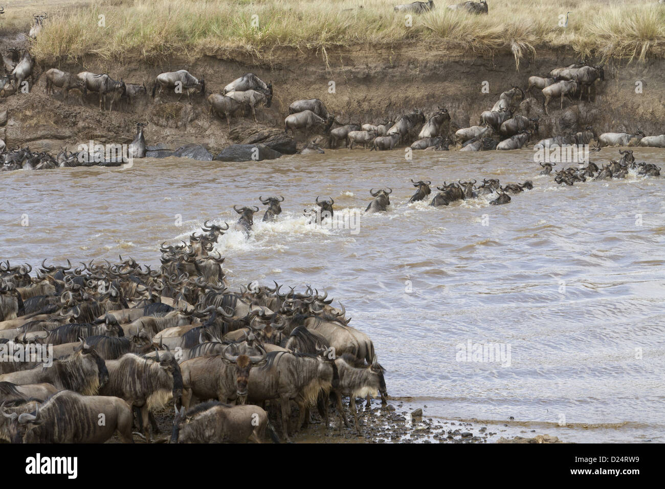 African animals migrating across plain hi-res stock photography and ...