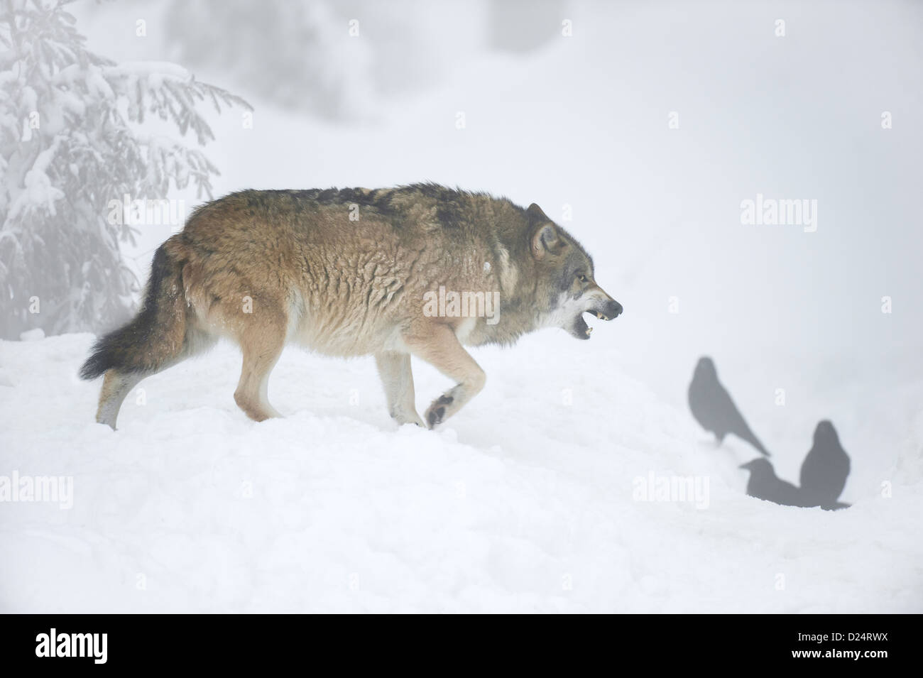 Eurasian Wolf (Canis lupus) adult, snarling, walking in snow wirh crows ...