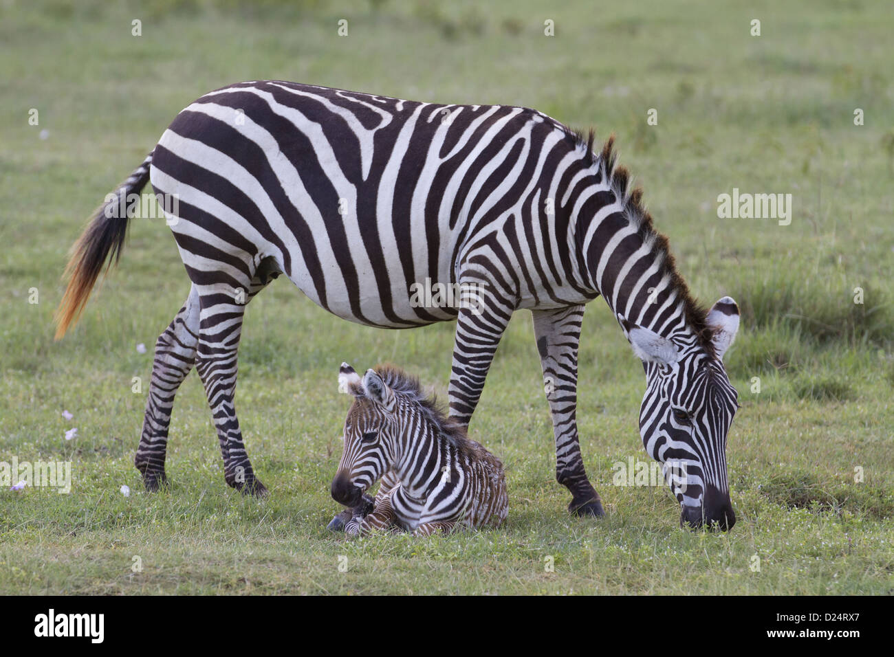 Common Zebra (Equus quagga) adult female with foal, grazing and resting ...