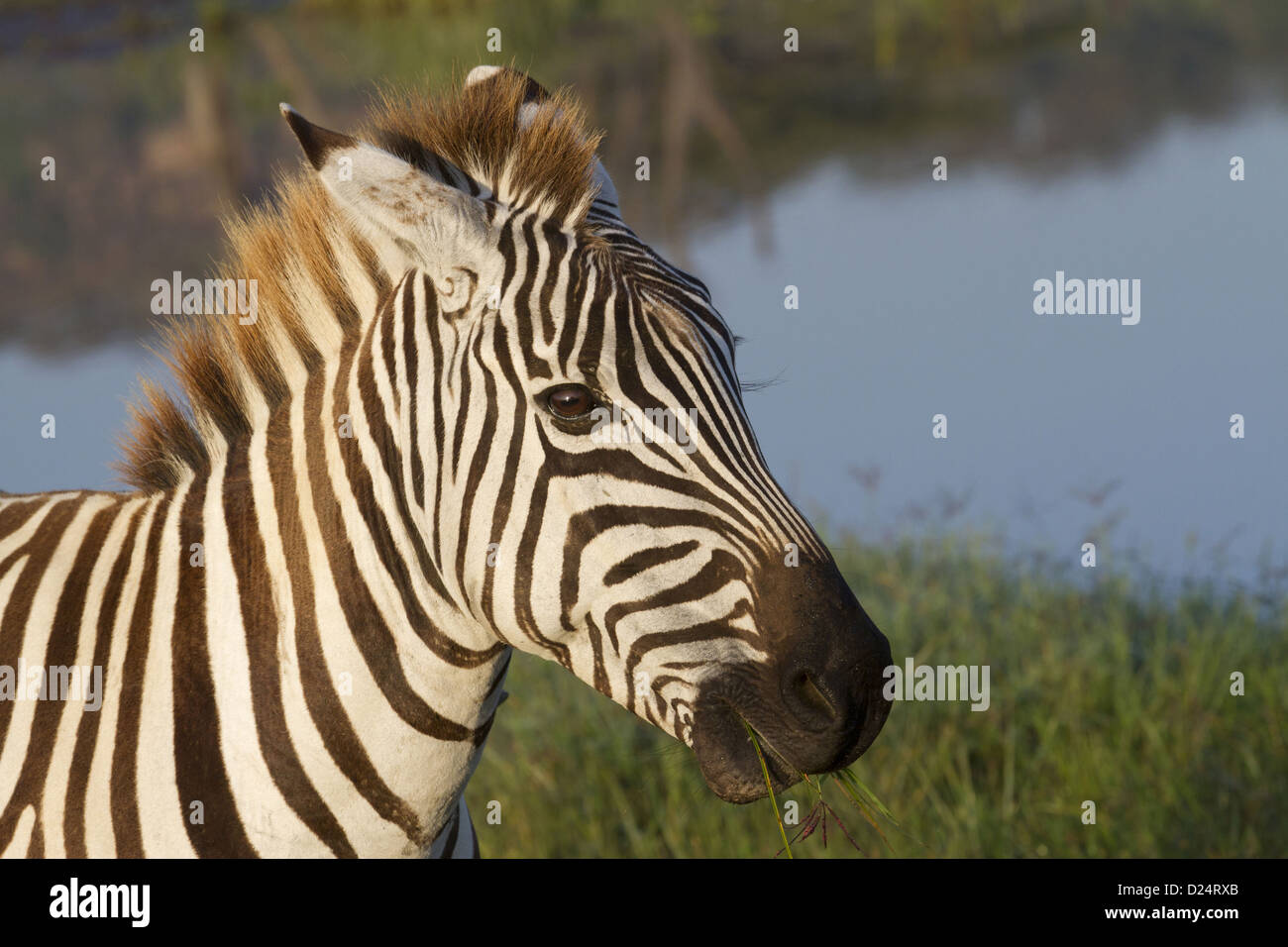 Common Zebra (Equus quagga) adult female close-up head feeding in ...