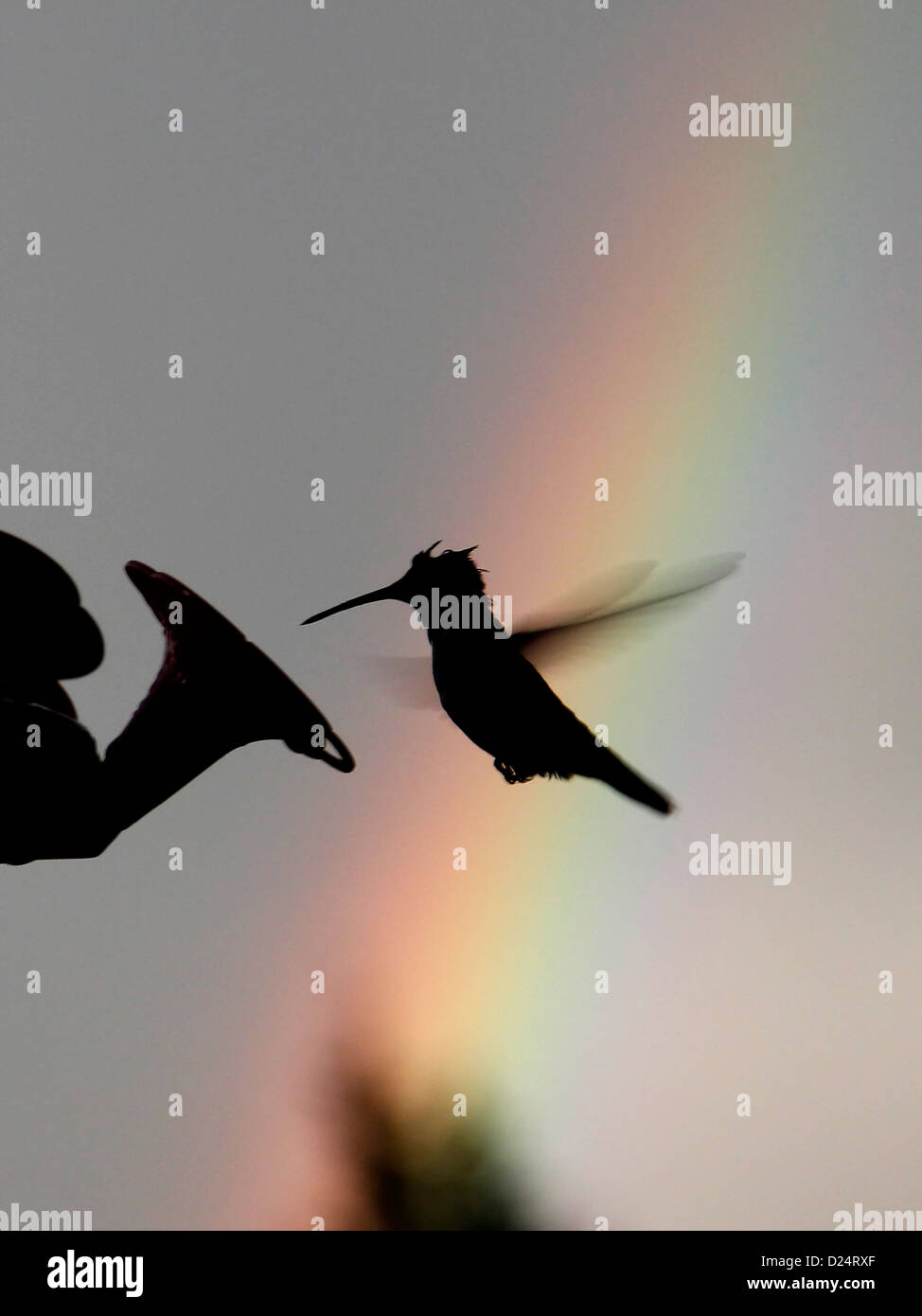 Rainbow hummingbird hi-res stock photography and images - Alamy