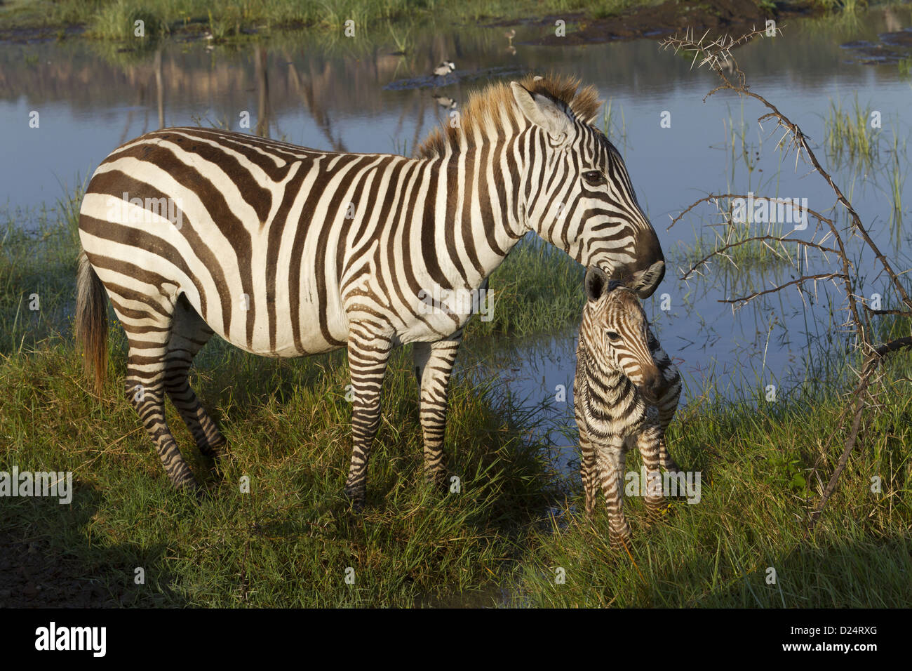 Common Zebra (Equus quagga) adult female with newborn foal standing in ...