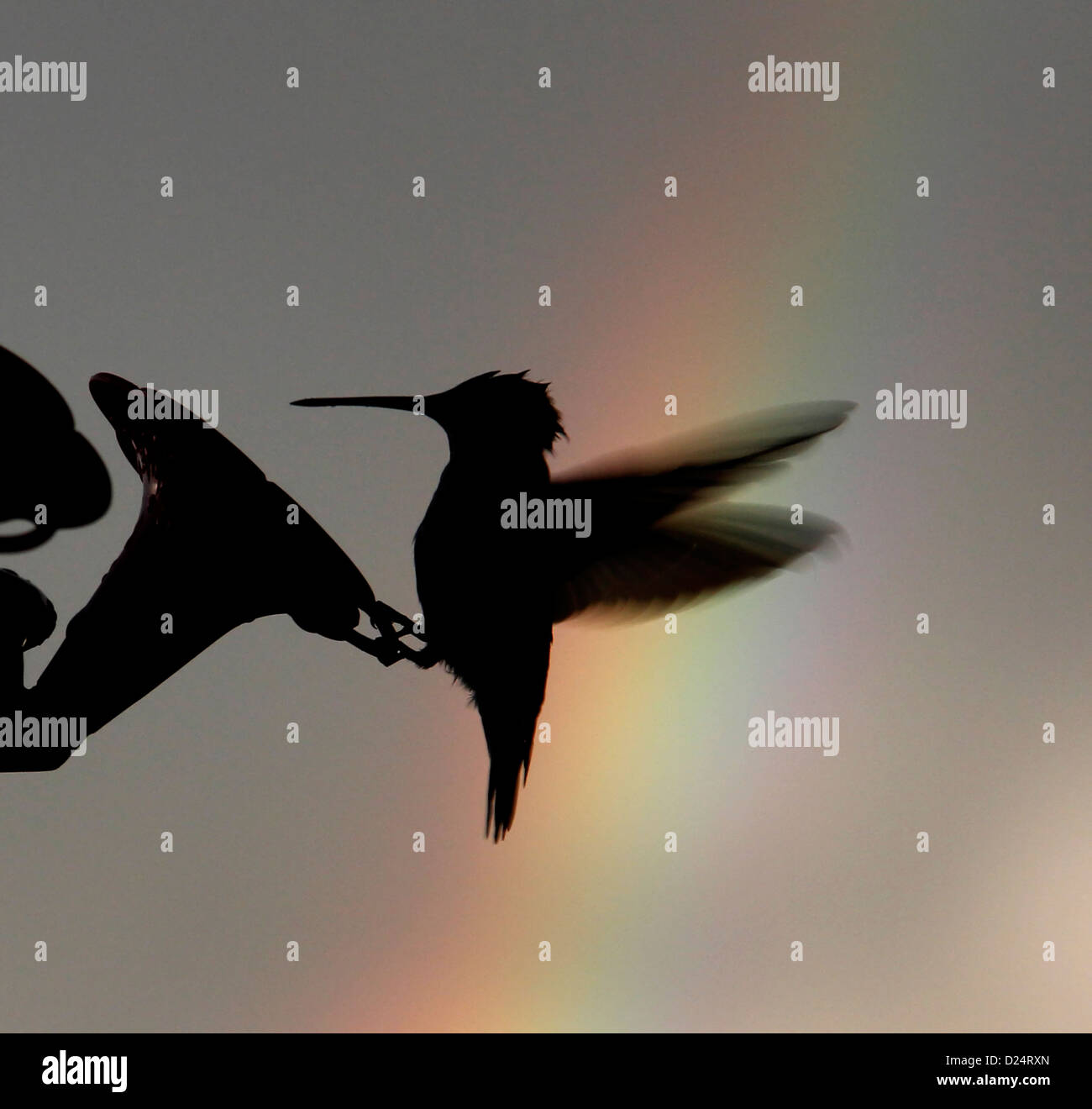Rainbow hummingbird hi-res stock photography and images - Alamy