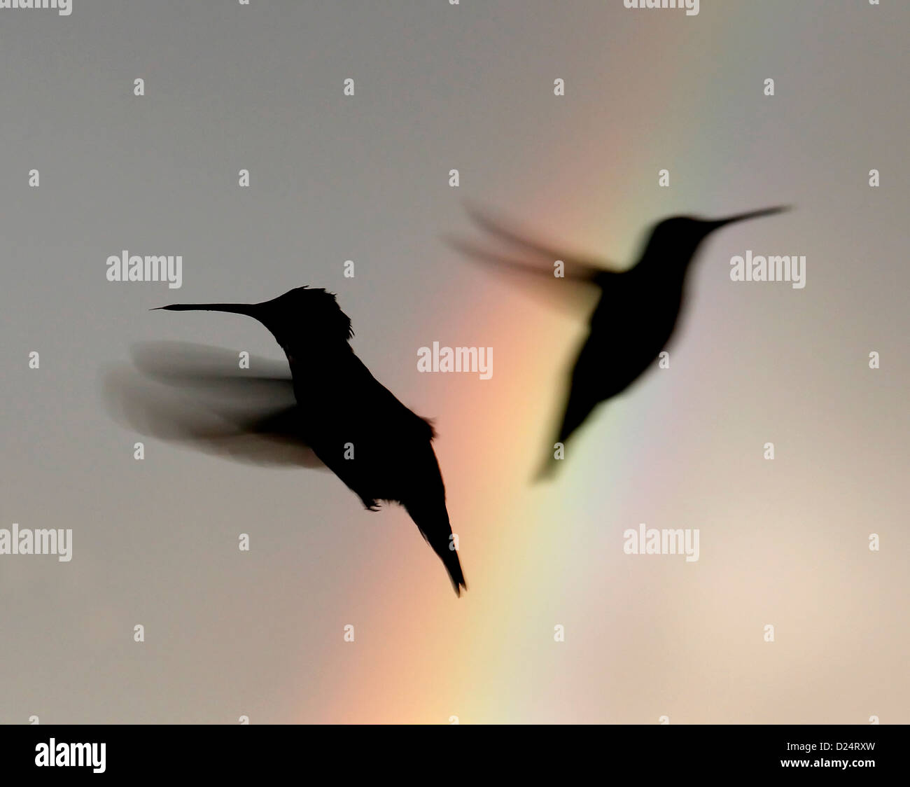 Ruby throated hummingbird flying past rainbow bird Ohio Stock Photo - Alamy