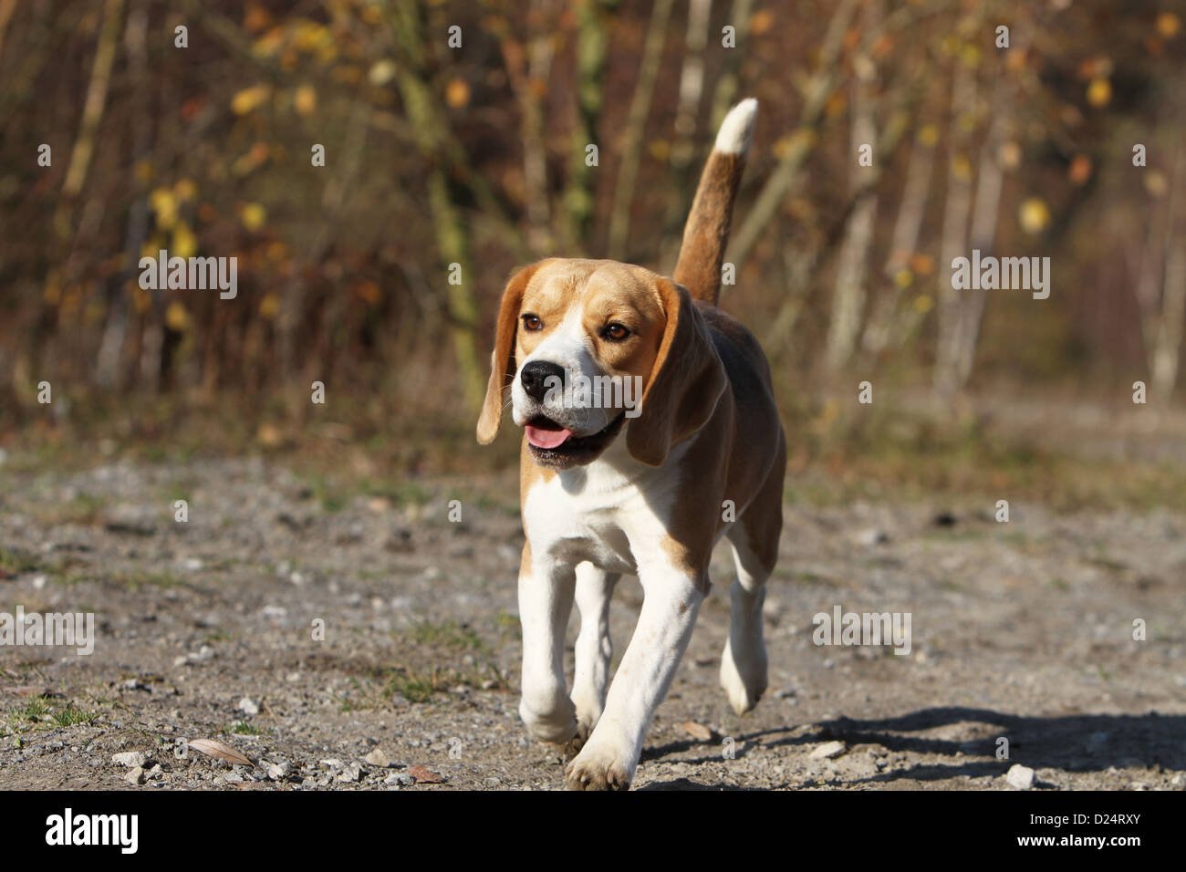 Dog Beagle adult running Stock Photo - Alamy
