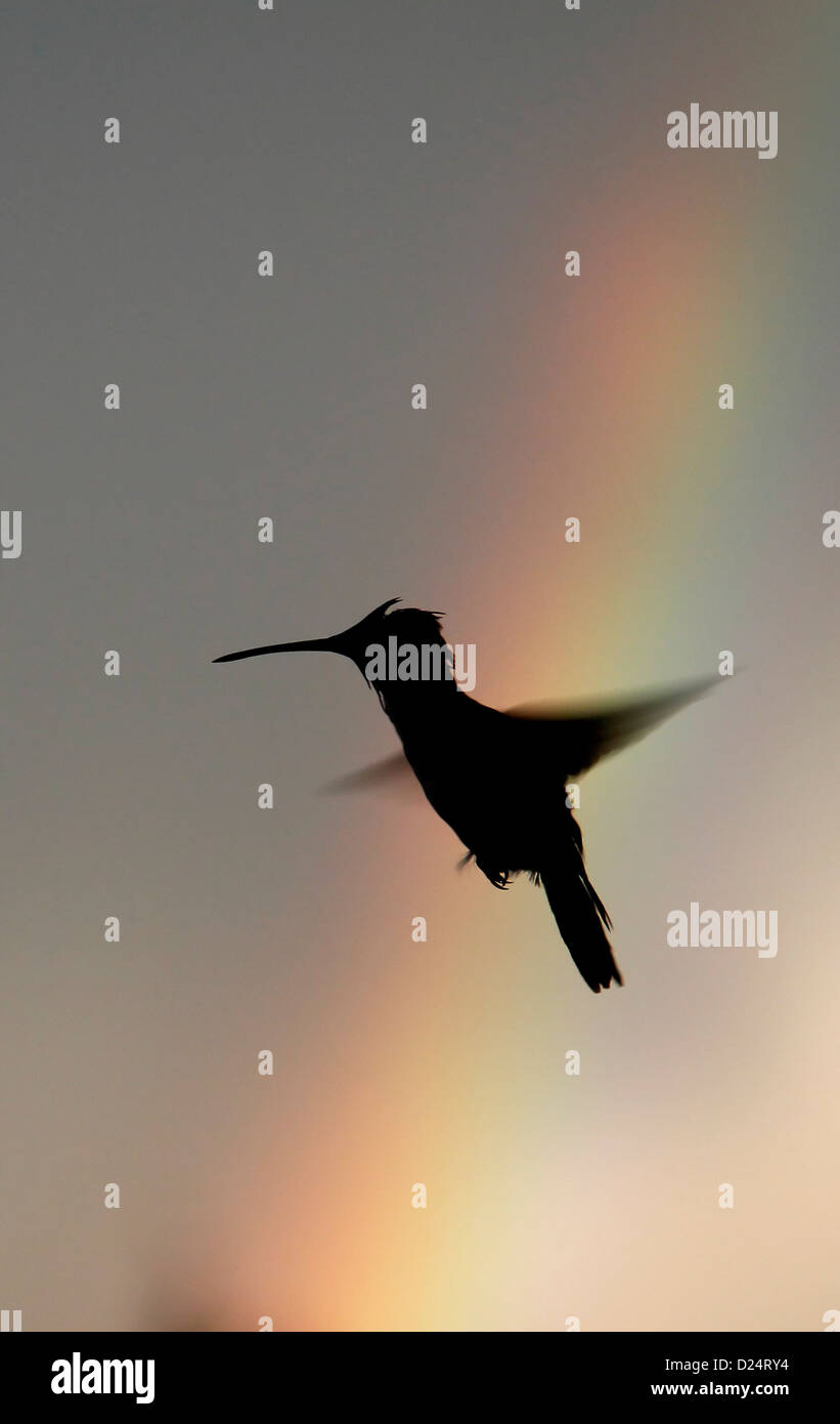 Ruby throated hummingbird flying past rainbow bird Ohio Stock Photo - Alamy
