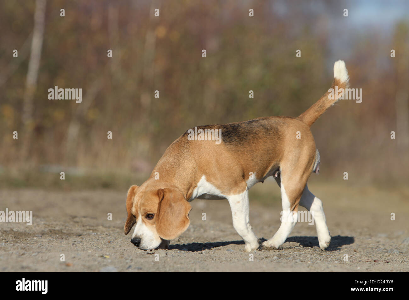 Dog sniff ground hi-res stock photography and images - Alamy