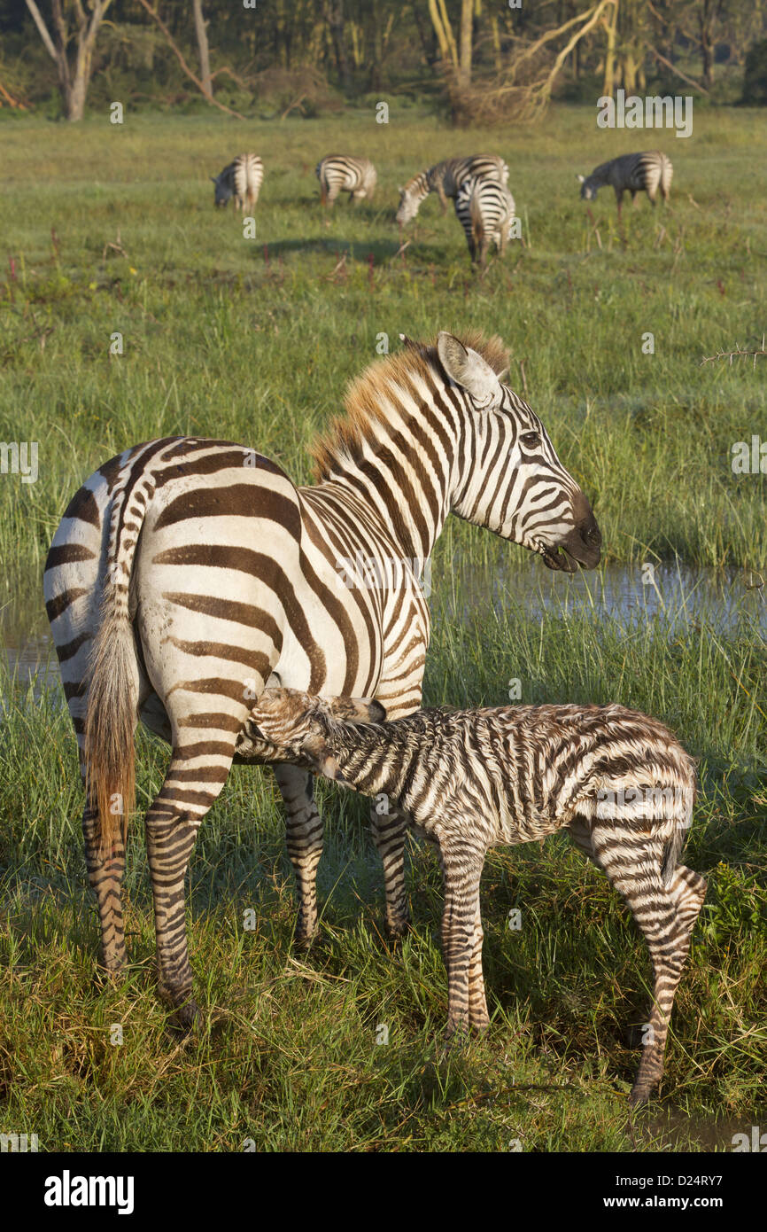 Common Zebra (Equus quagga) adult female with newborn foal suckling in ...