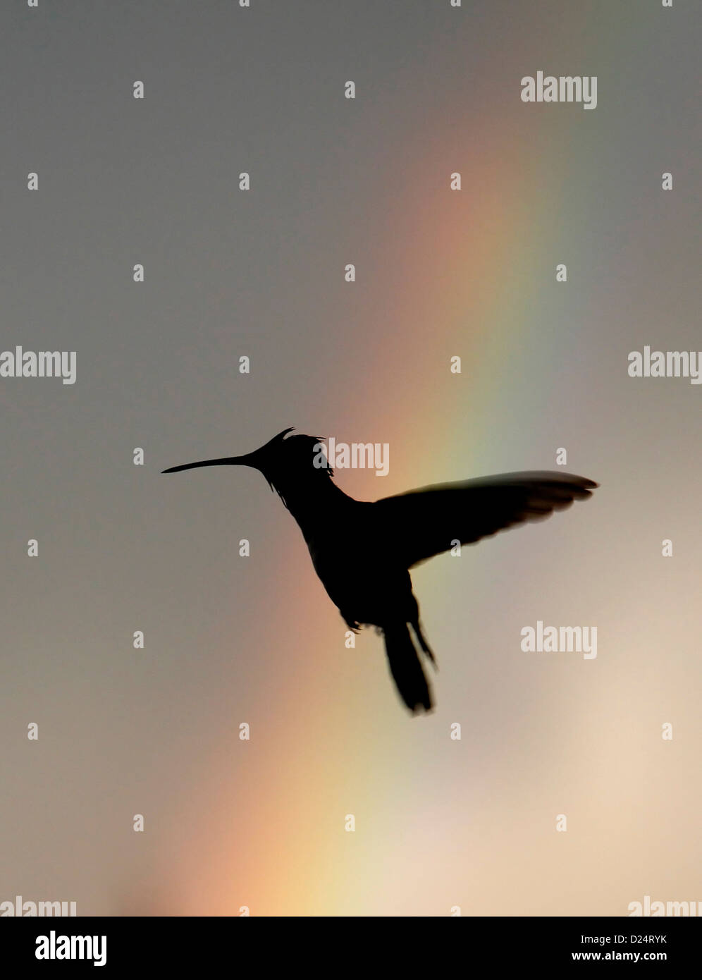 Rainbow hummingbird hi-res stock photography and images - Alamy
