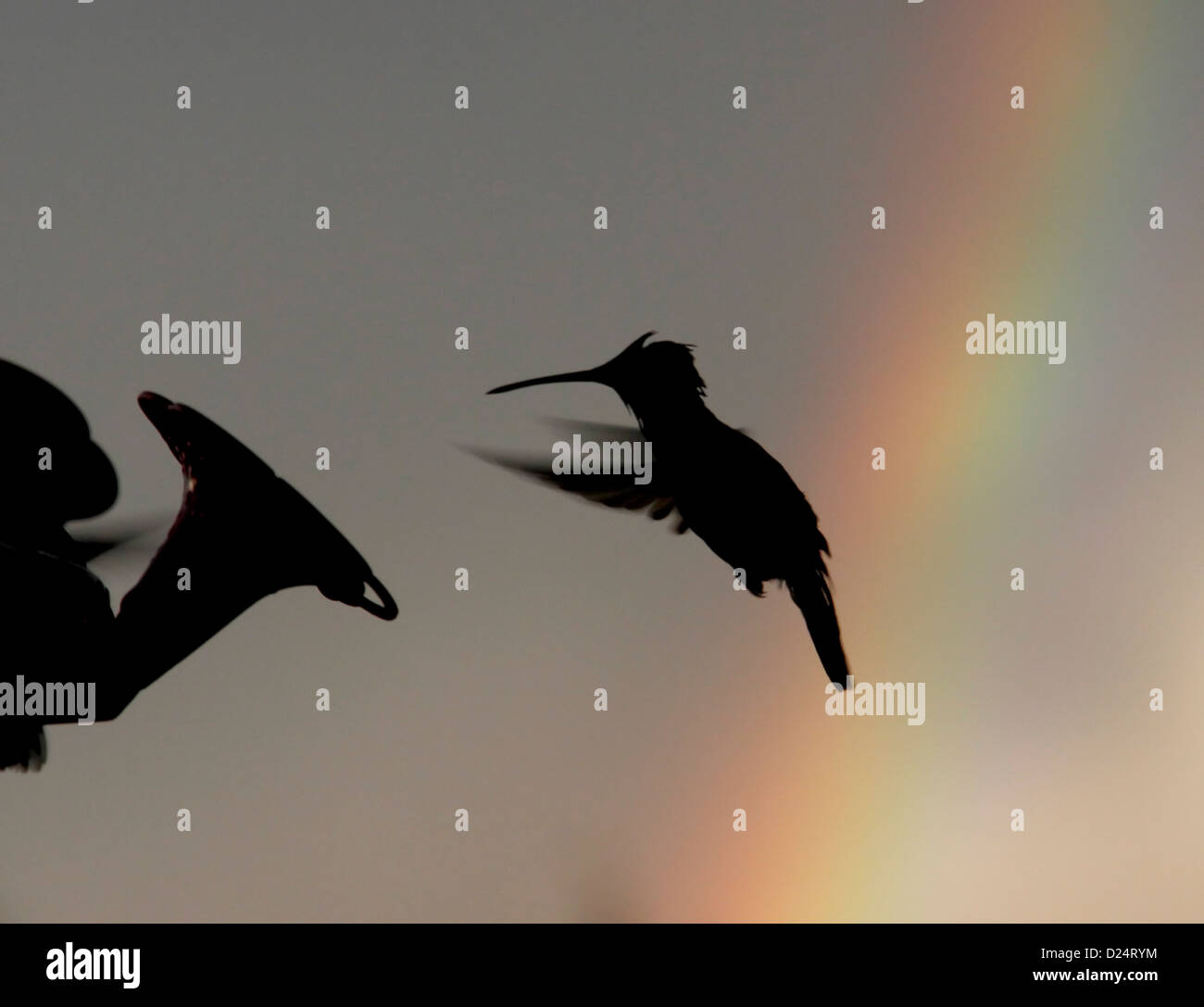 Ruby throated hummingbird flying past rainbow bird Ohio Stock Photo - Alamy