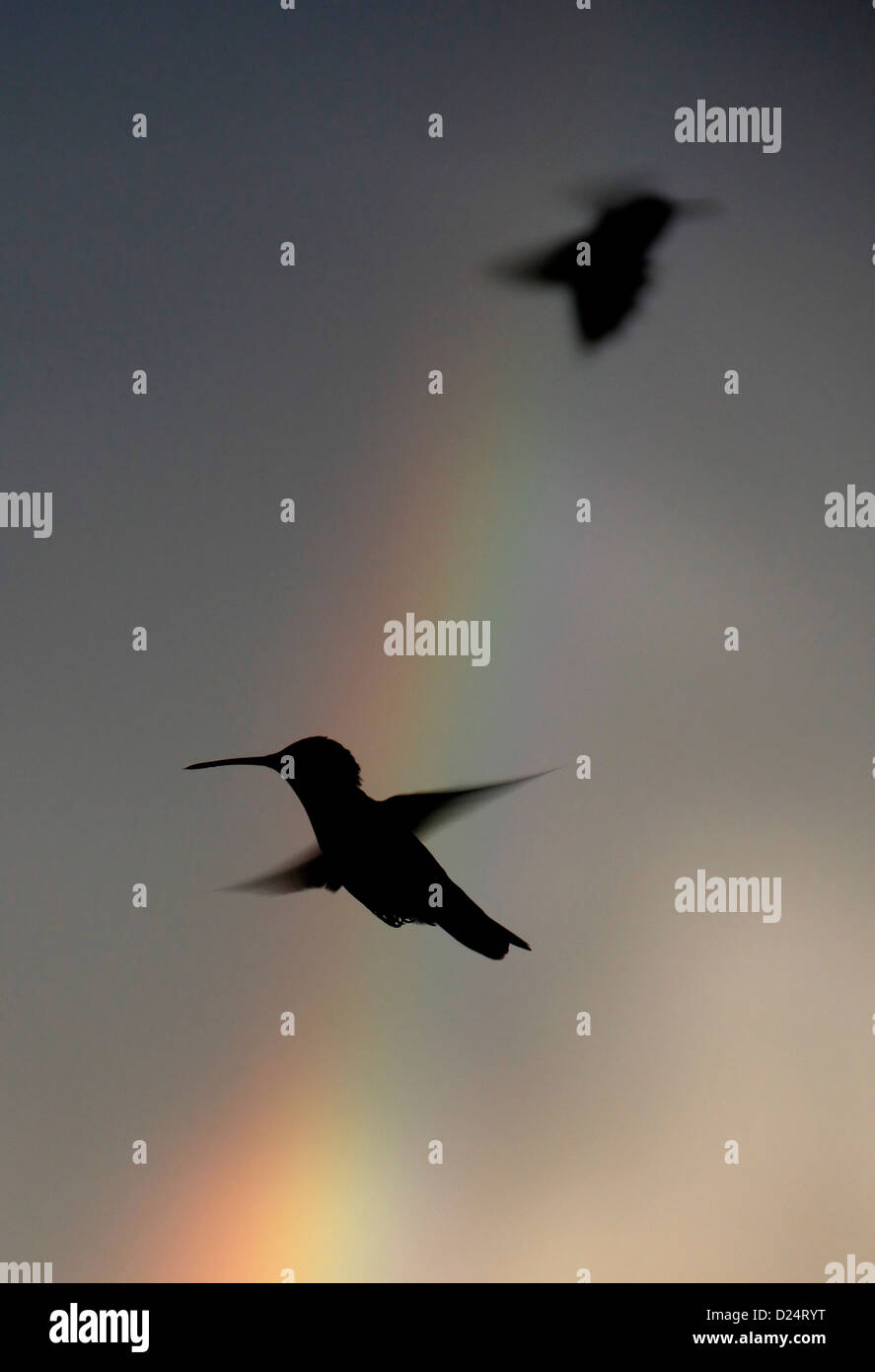 Rainbow hummingbird hi-res stock photography and images - Alamy