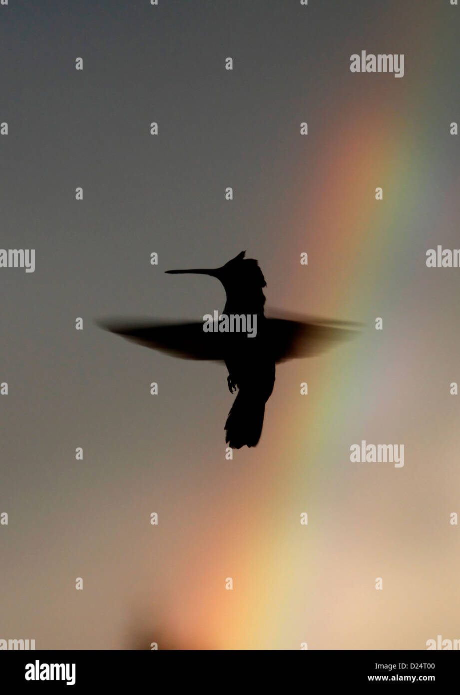 Ruby throated hummingbird flying past rainbow bird Ohio Stock Photo - Alamy