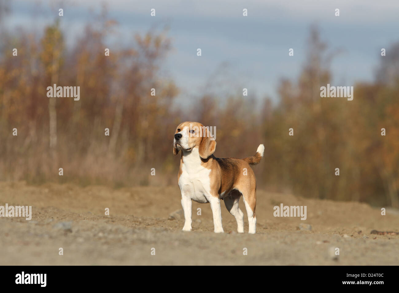 Dog Beagle adult standing Stock Photo - Alamy