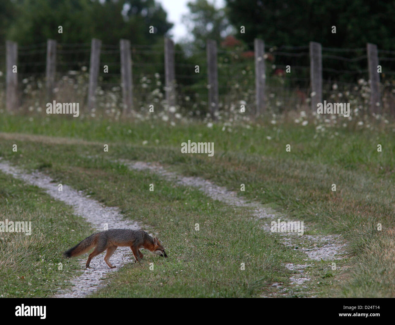 Gray fox crossing gravel farm road Kentucky Stock Photo - Alamy