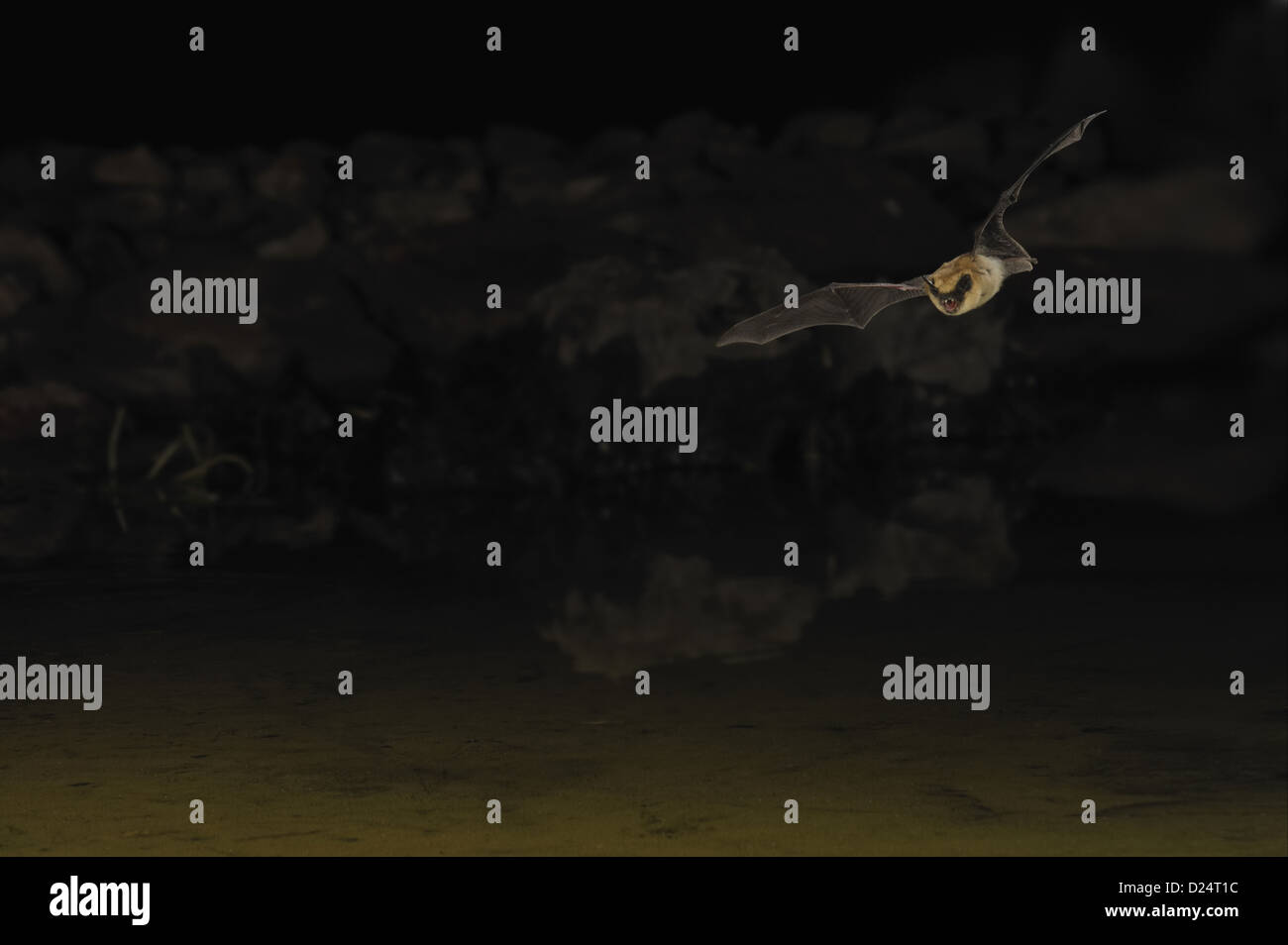 California Myotis (Myotis californicus) adult, in flight, hunting over ...