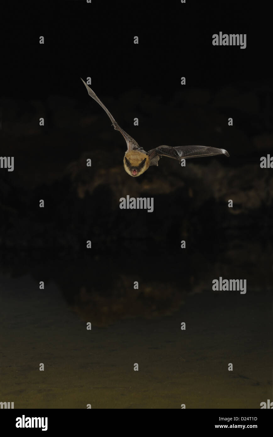 Myotis californicus hi-res stock photography and images - Alamy