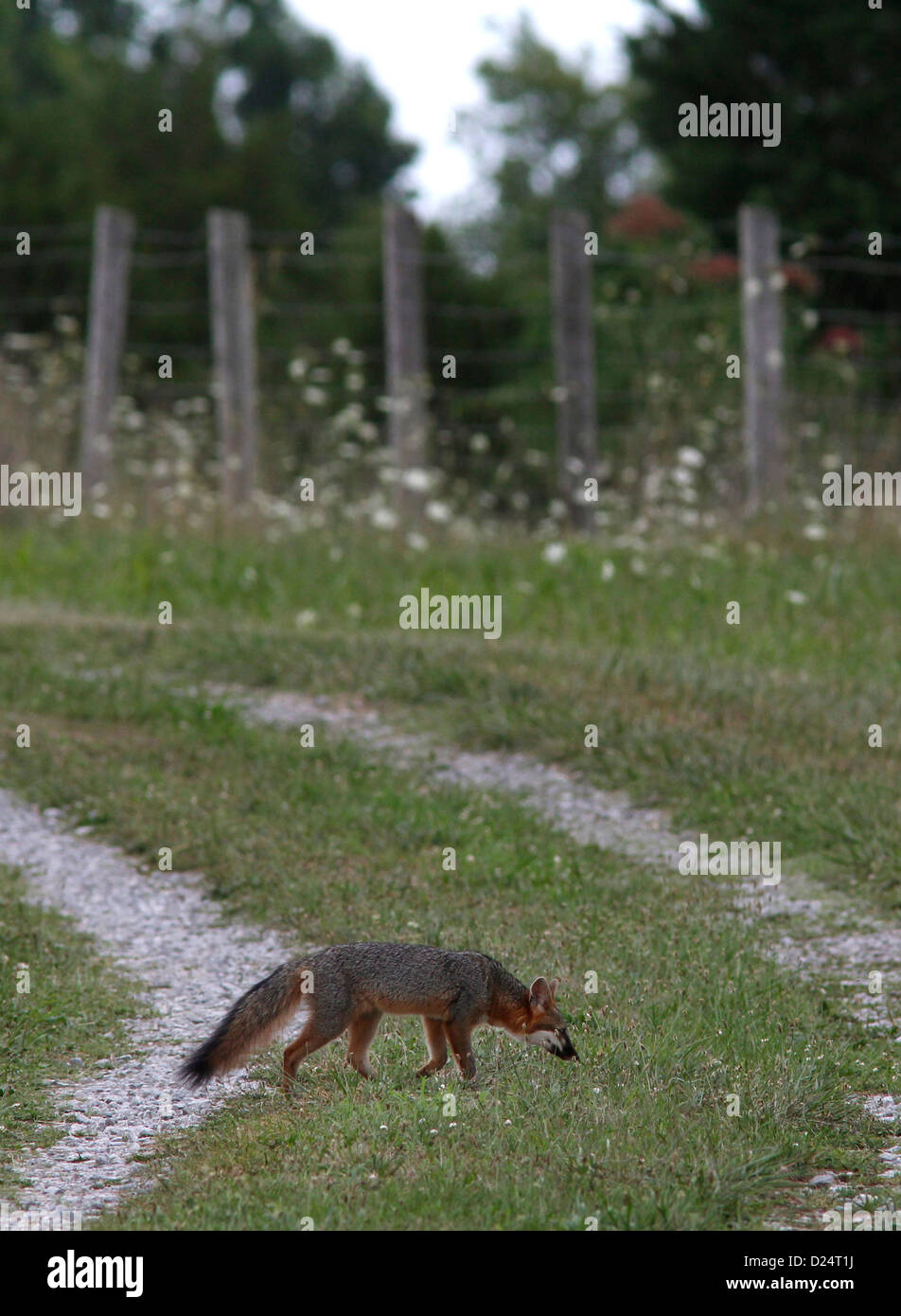 Gray fox crossing gravel farm road Kentucky Stock Photo - Alamy
