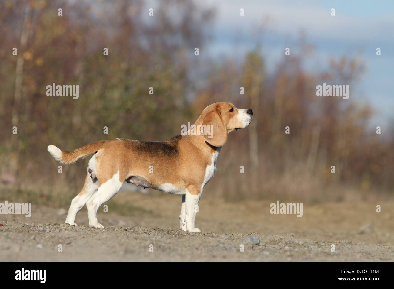 Beagle profile hi-res stock photography and images - Alamy