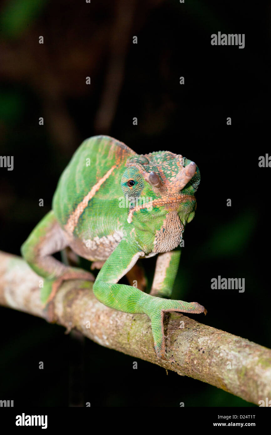 Belted chameleon hi-res stock photography and images - Alamy