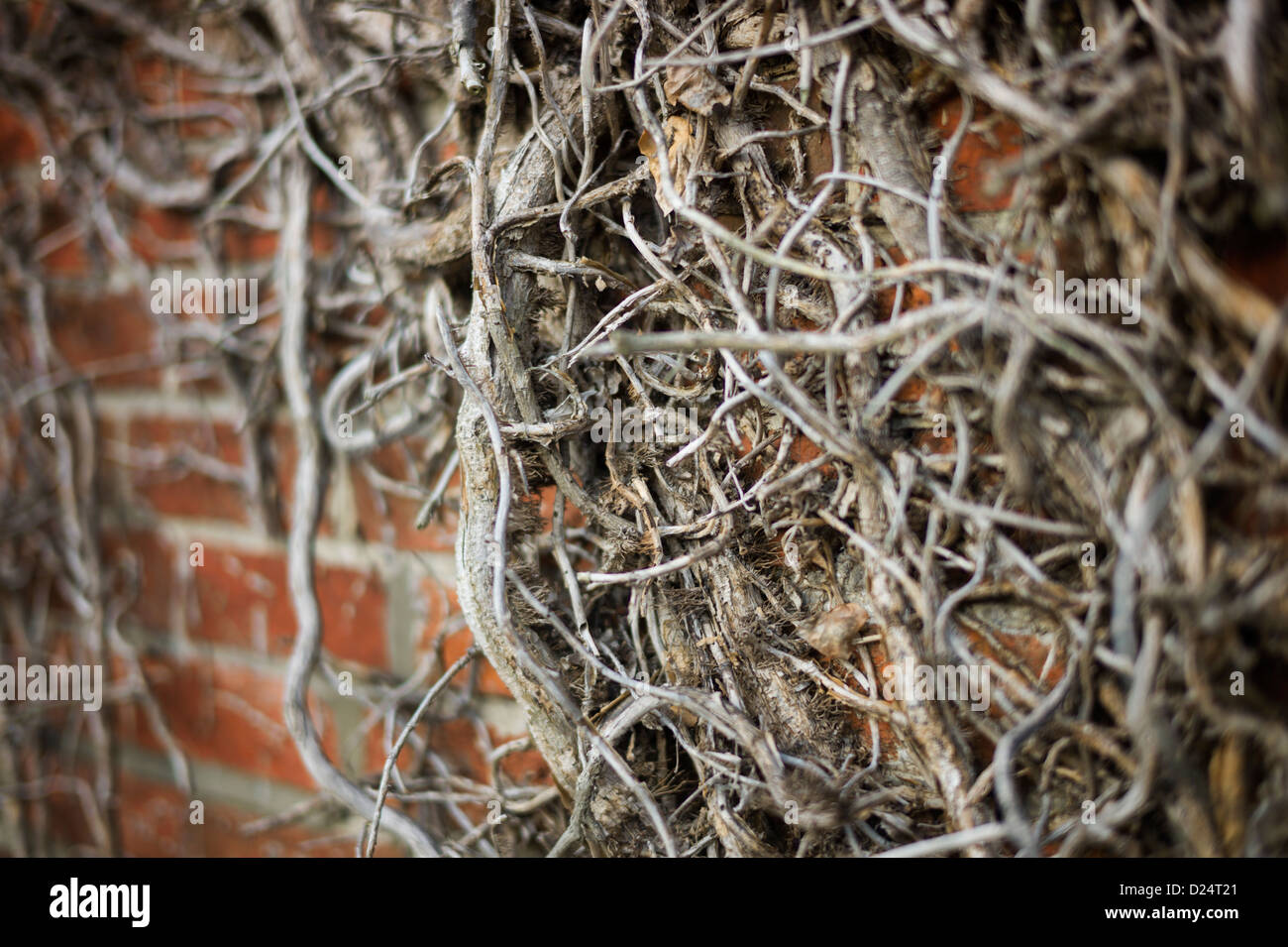 Creapers hi-res stock photography and images - Alamy