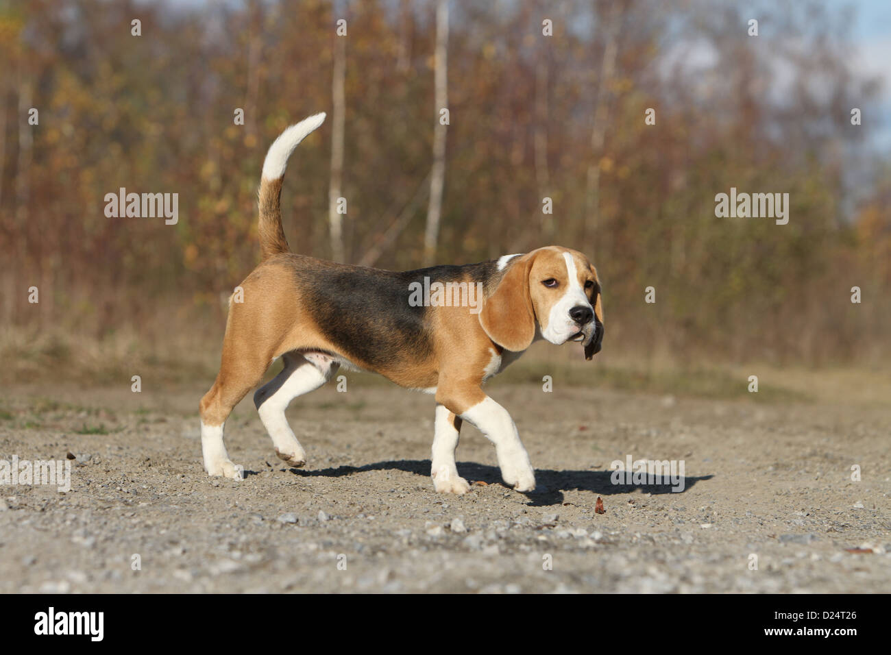 Are Beagles Good Running Dogs