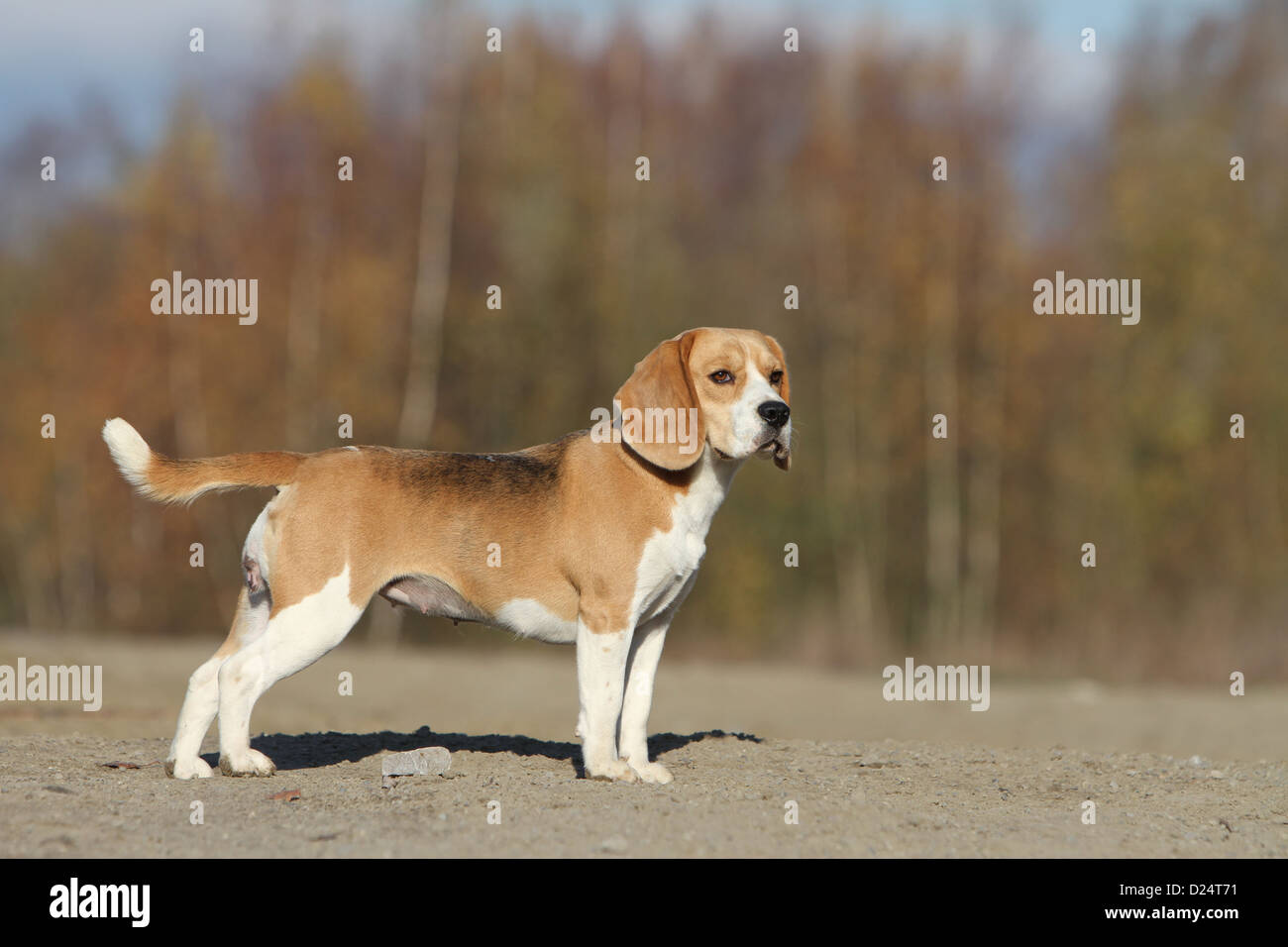 Beagle profile hi-res stock photography and images - Alamy