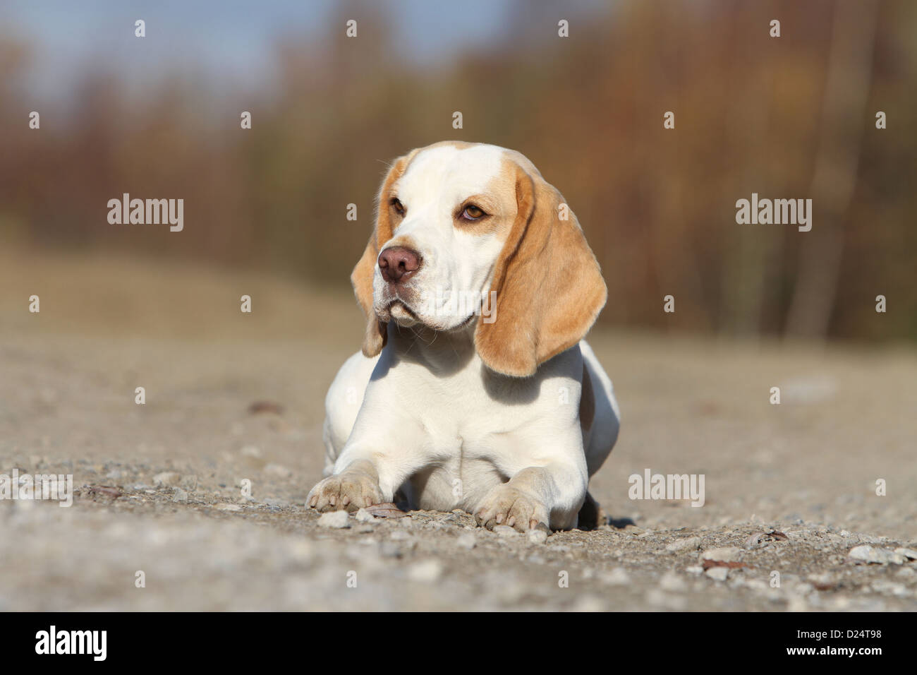 Dog Beagle adult lying on the ground Stock Photo - Alamy