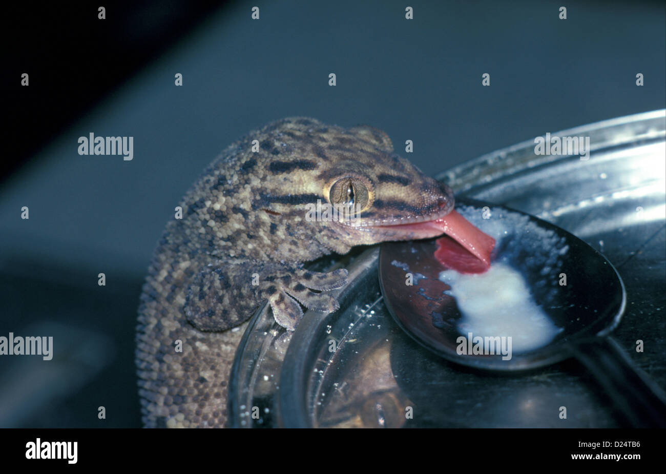 Lizard - Gecko Bronze House (Aeluronyx seychellensis) Close-up of head ...