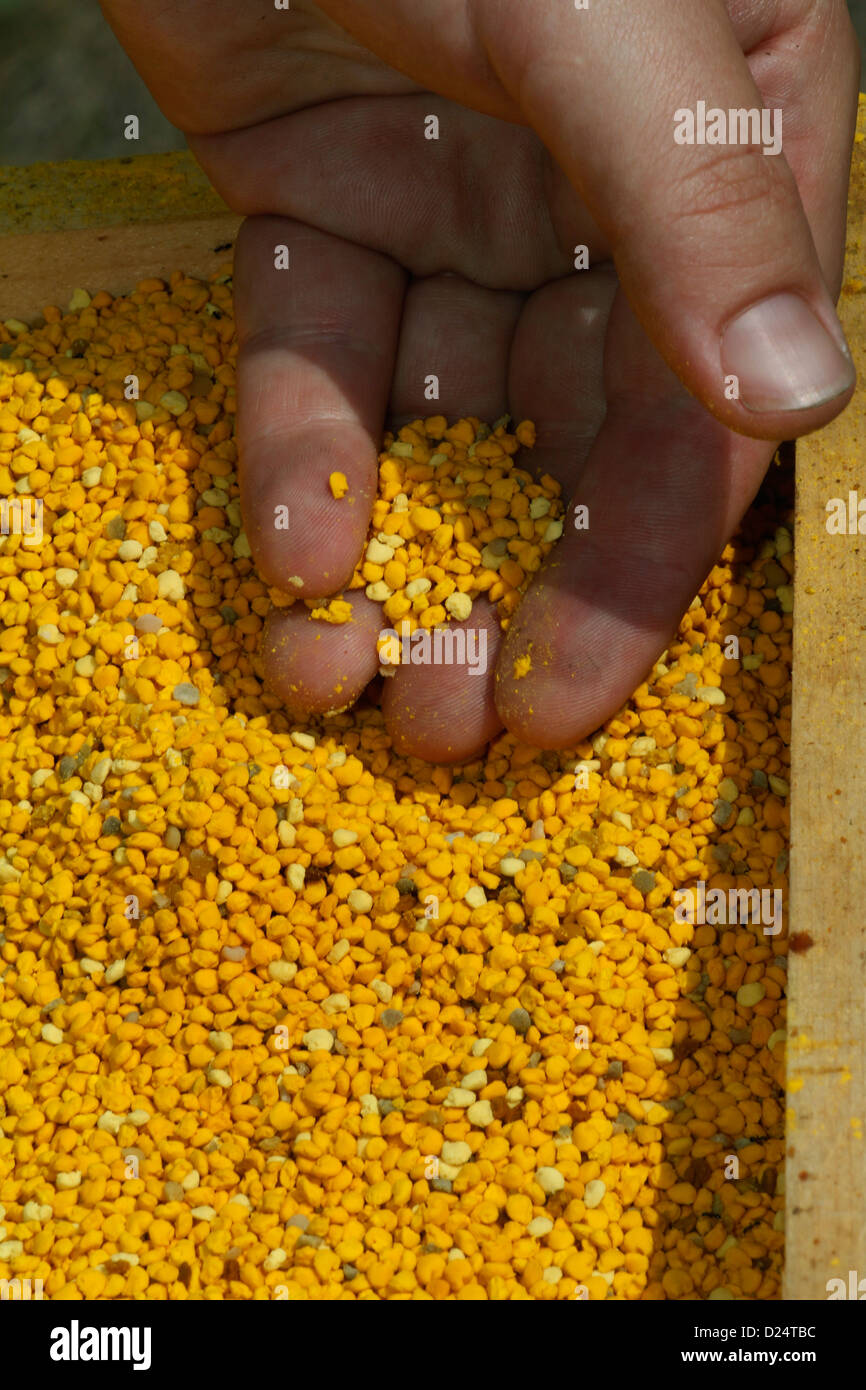 Bee pollen farmer collecting Stock Photo - Alamy