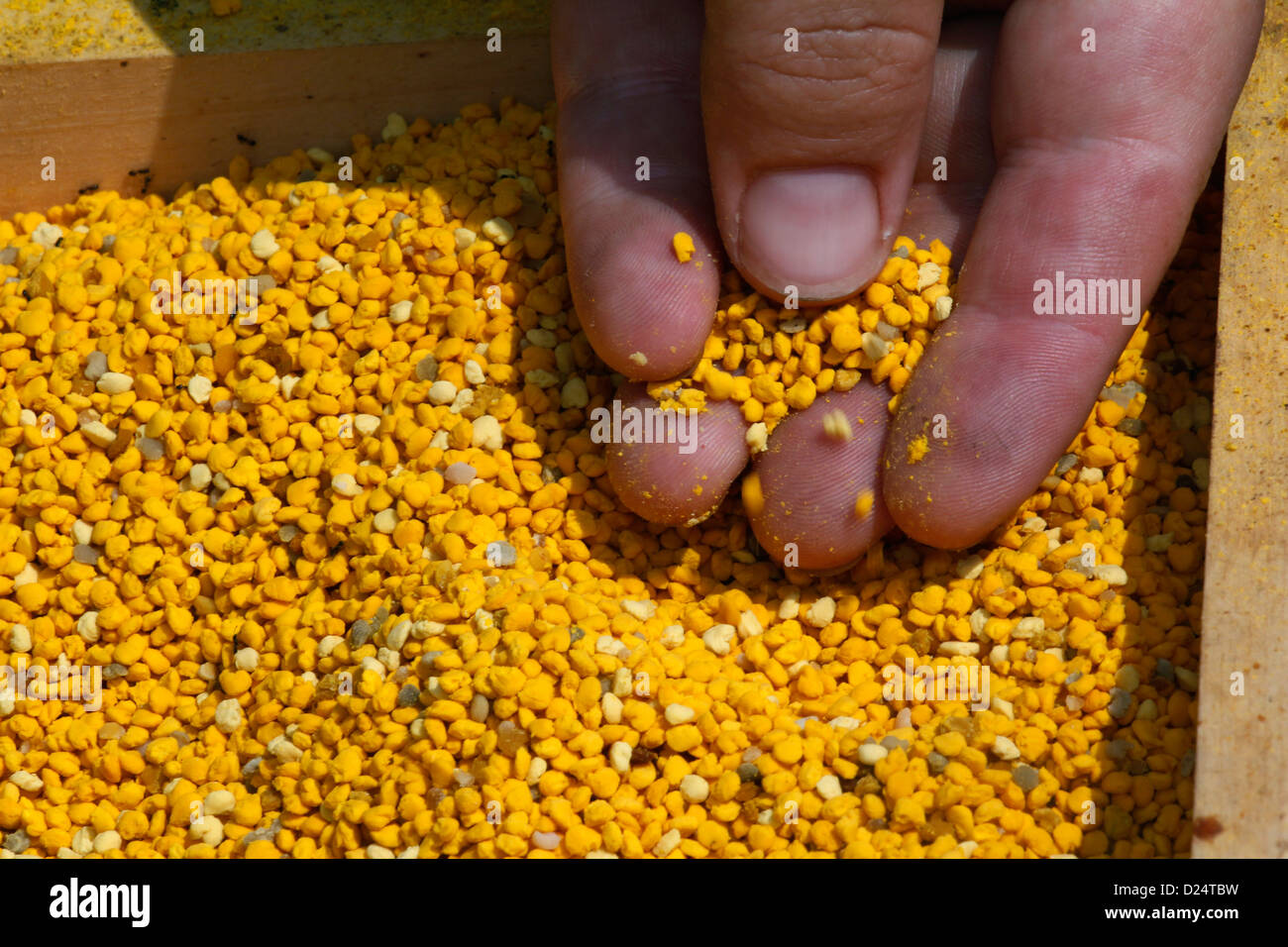 Bee bread pollen hi-res stock photography and images - Alamy