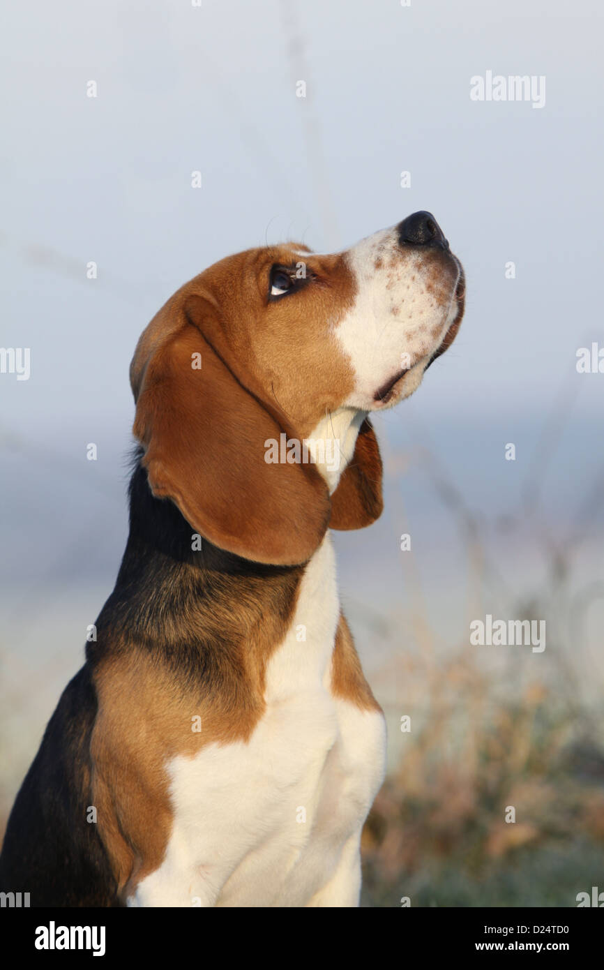 Dog Beagle adult portrait look up Stock Photo - Alamy