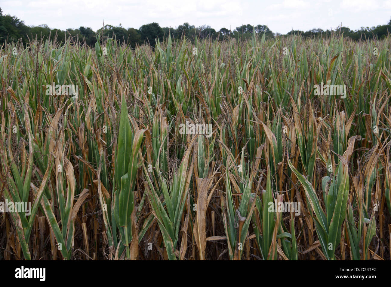 corn crop damage drought damaged Ohio Stock Photo - Alamy