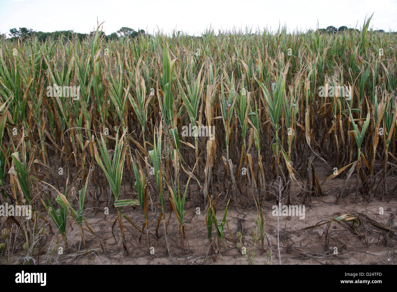 Shrivel shriveled hi-res stock photography and images - Alamy