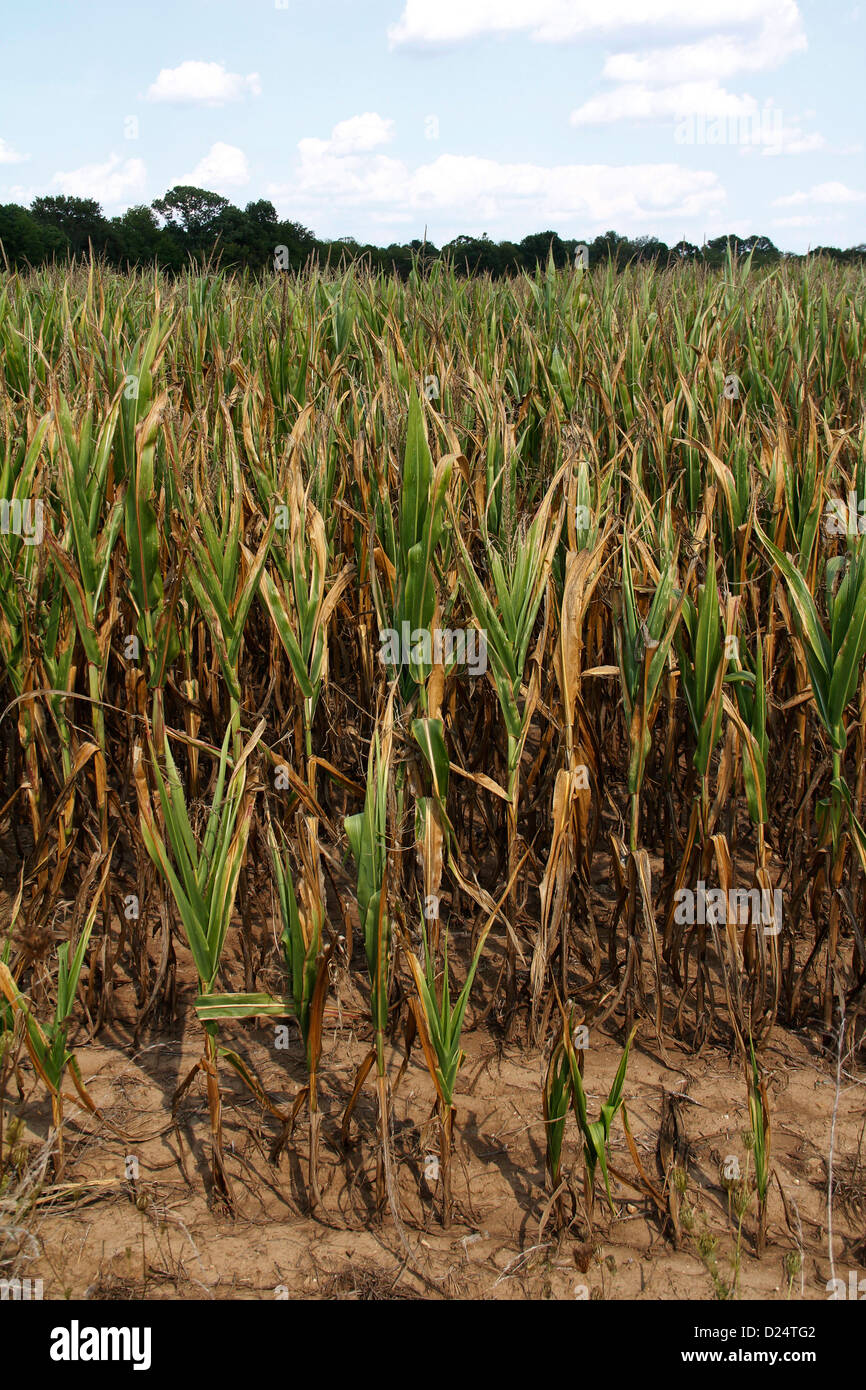 Shrivel shriveled hi-res stock photography and images - Alamy