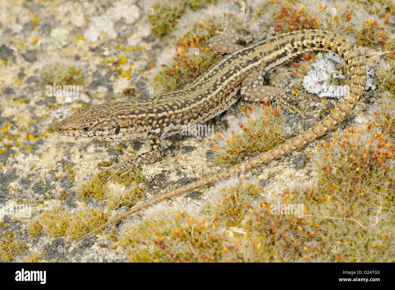 Spanish lizard hi-res stock photography and images - Alamy