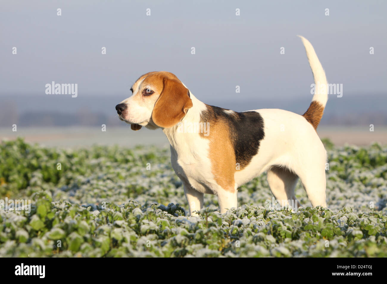 Beagle hi-res stock photography and images - Alamy