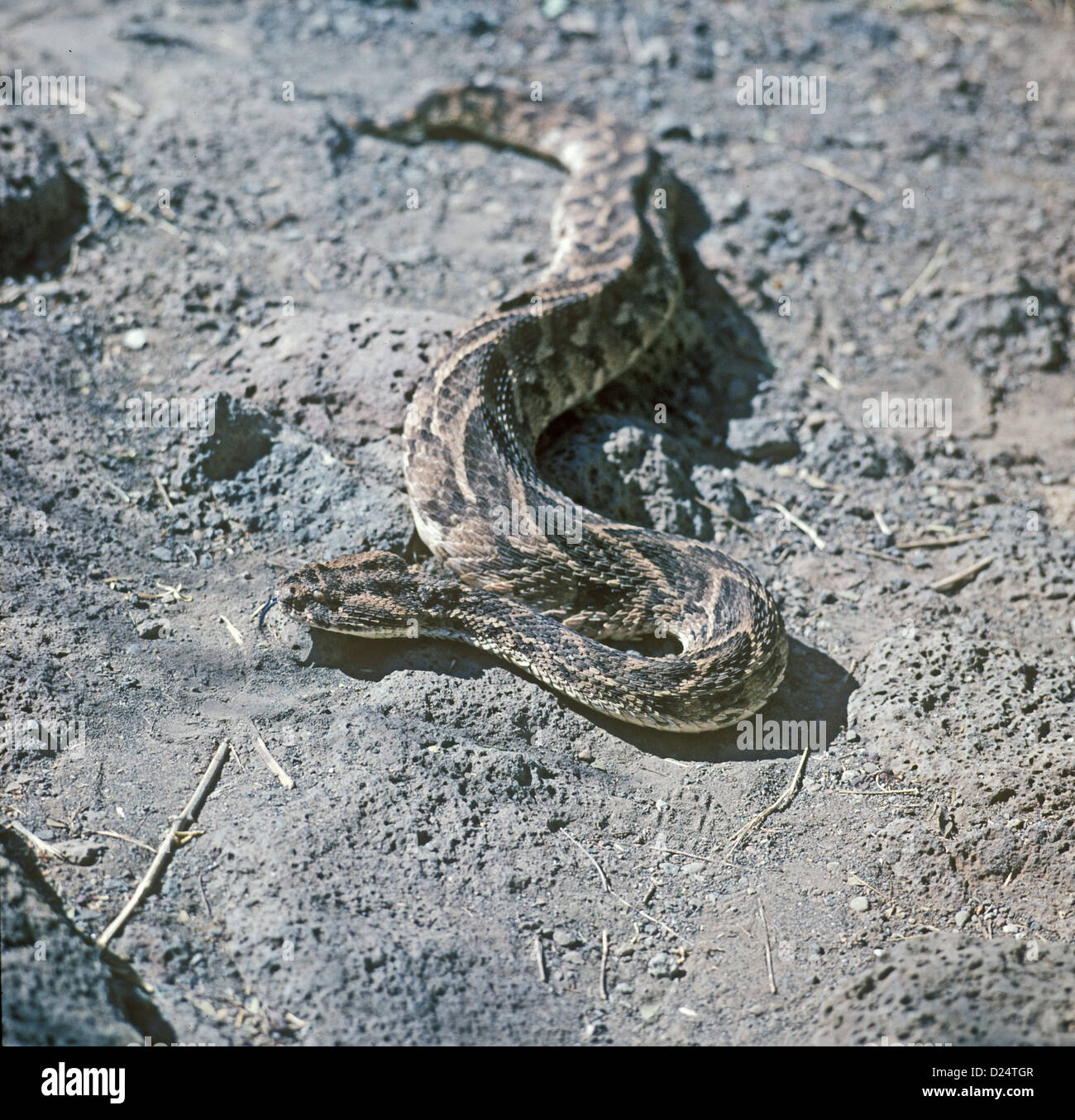 Puff adders hi-res stock photography and images - Alamy