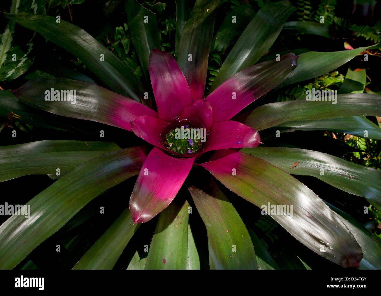 Flower, Port Moresby, Papua New Guinea Stock Photo - Alamy
